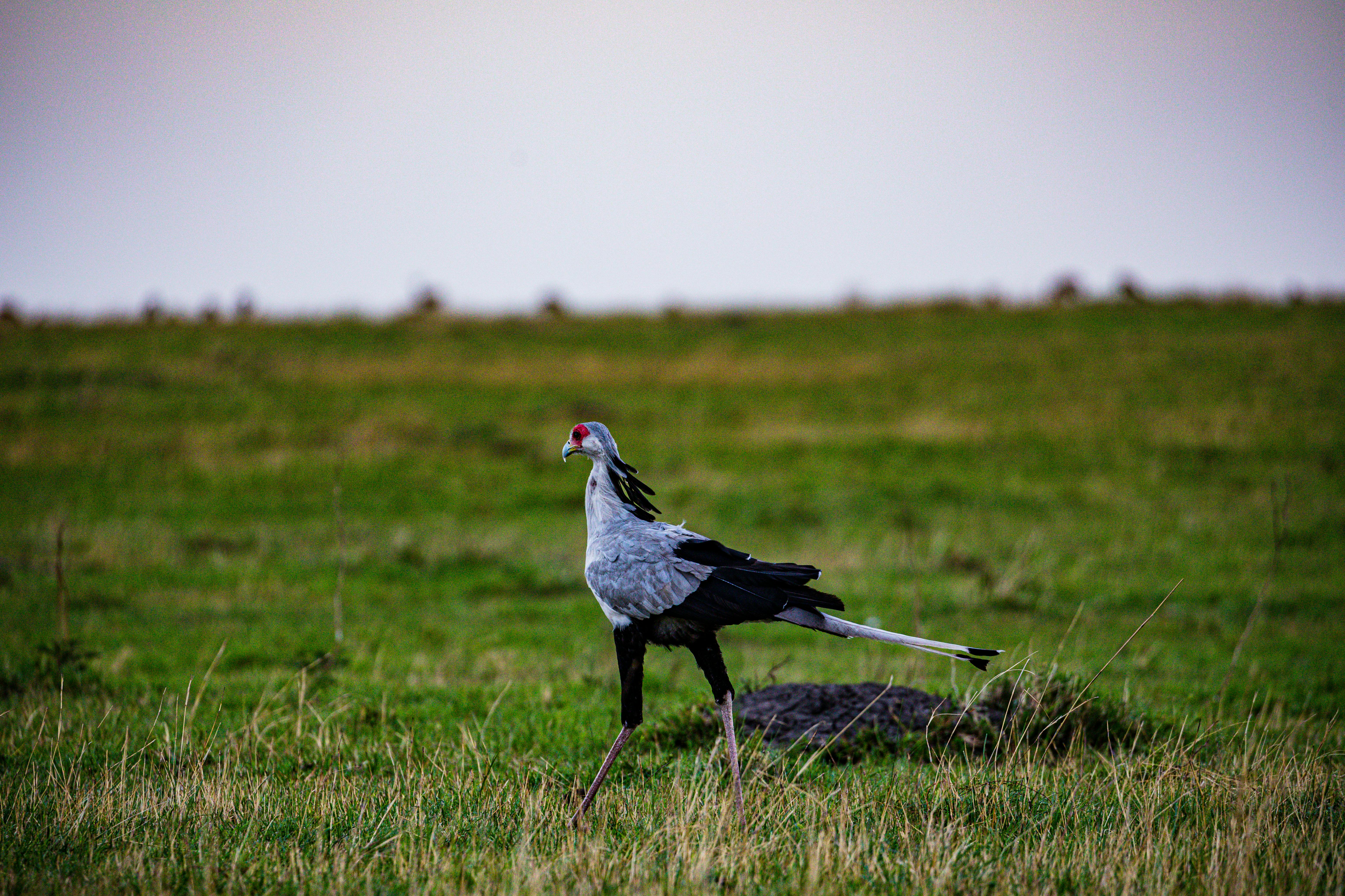 Secretarybird Photos, Download The BEST Free Secretarybird Stock Photos ...