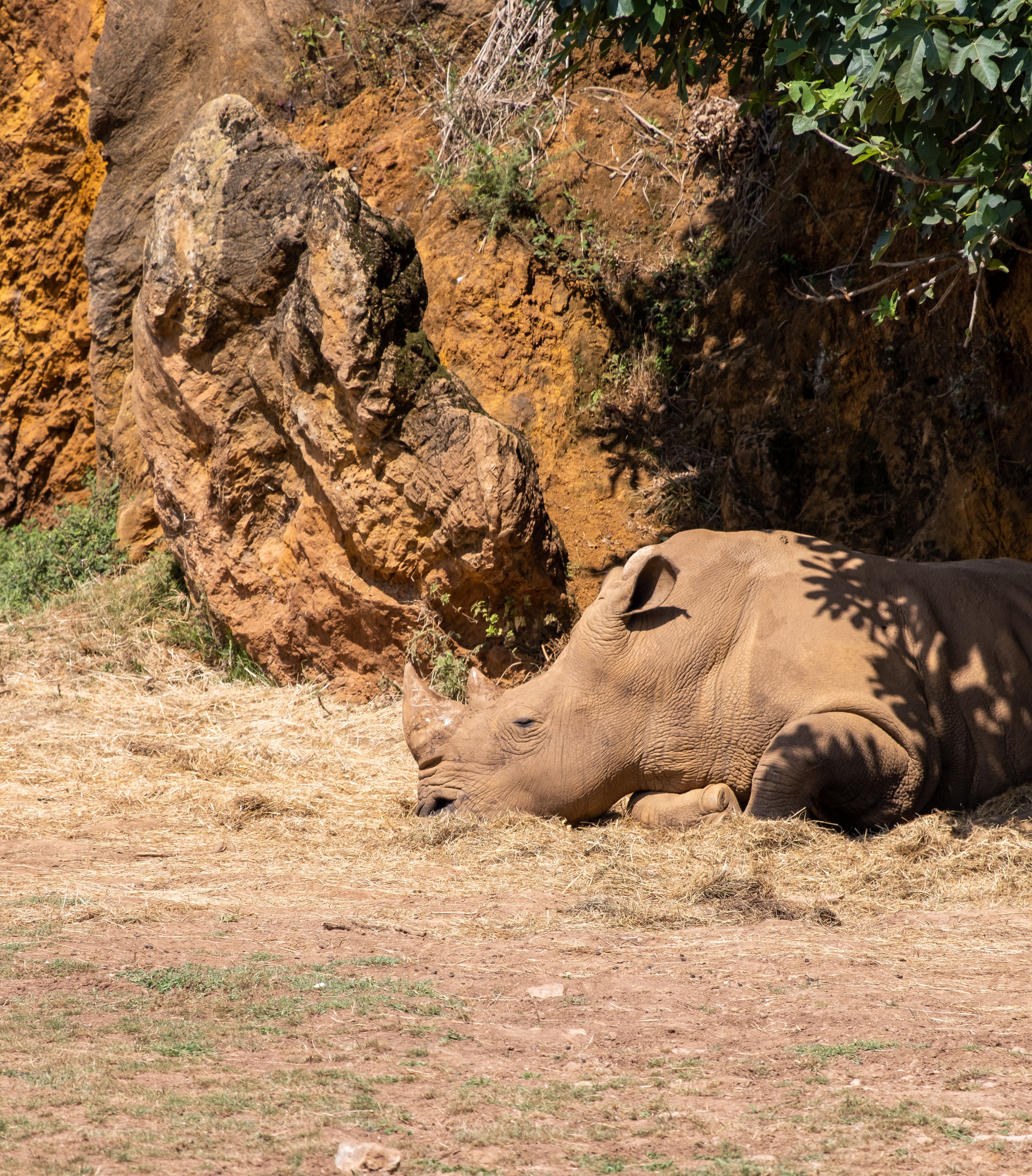 Rhinoceros Lying on Brown Field Near Rock Formations · Free Stock Photo