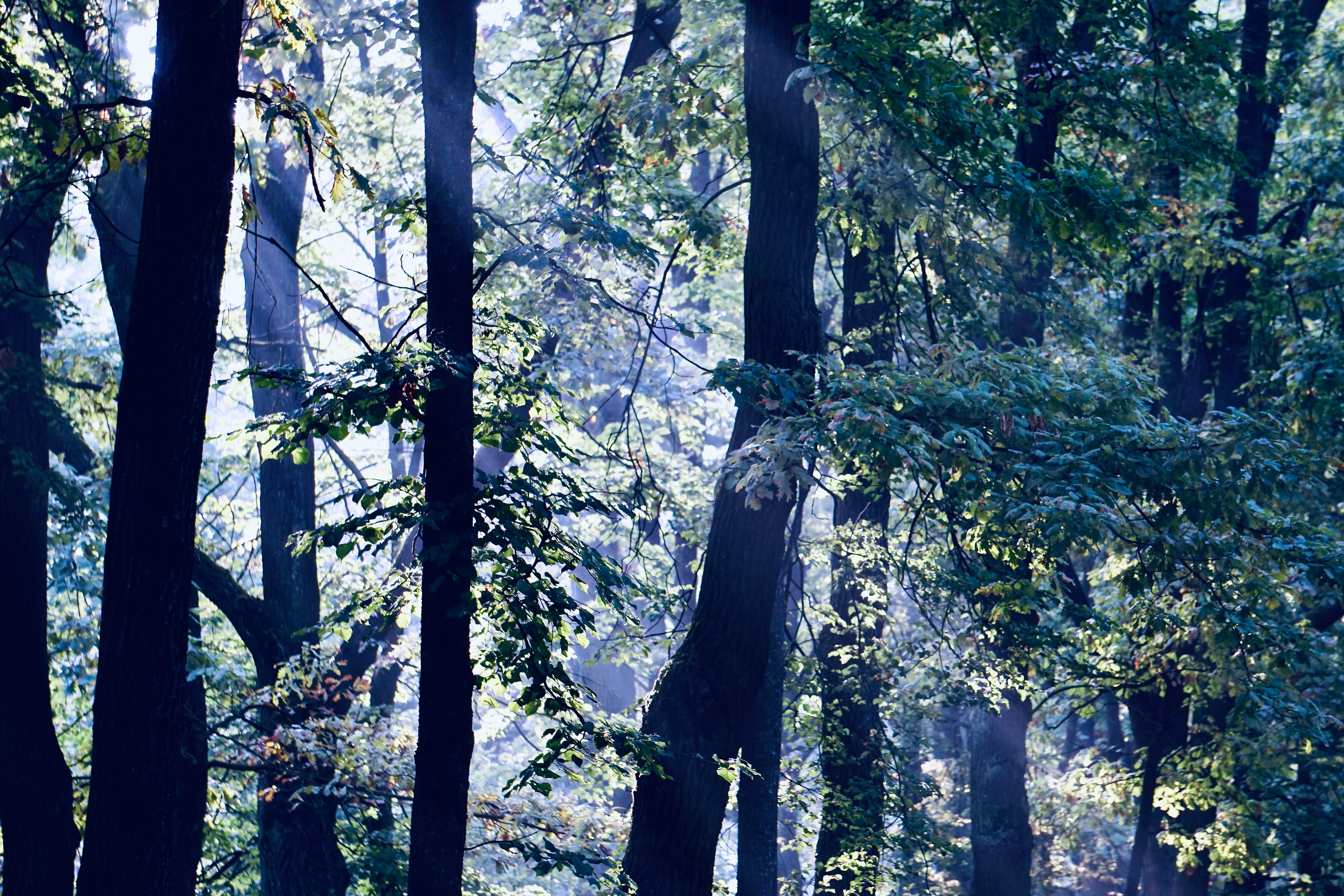 Green Trees in the Forest · Free Stock Photo