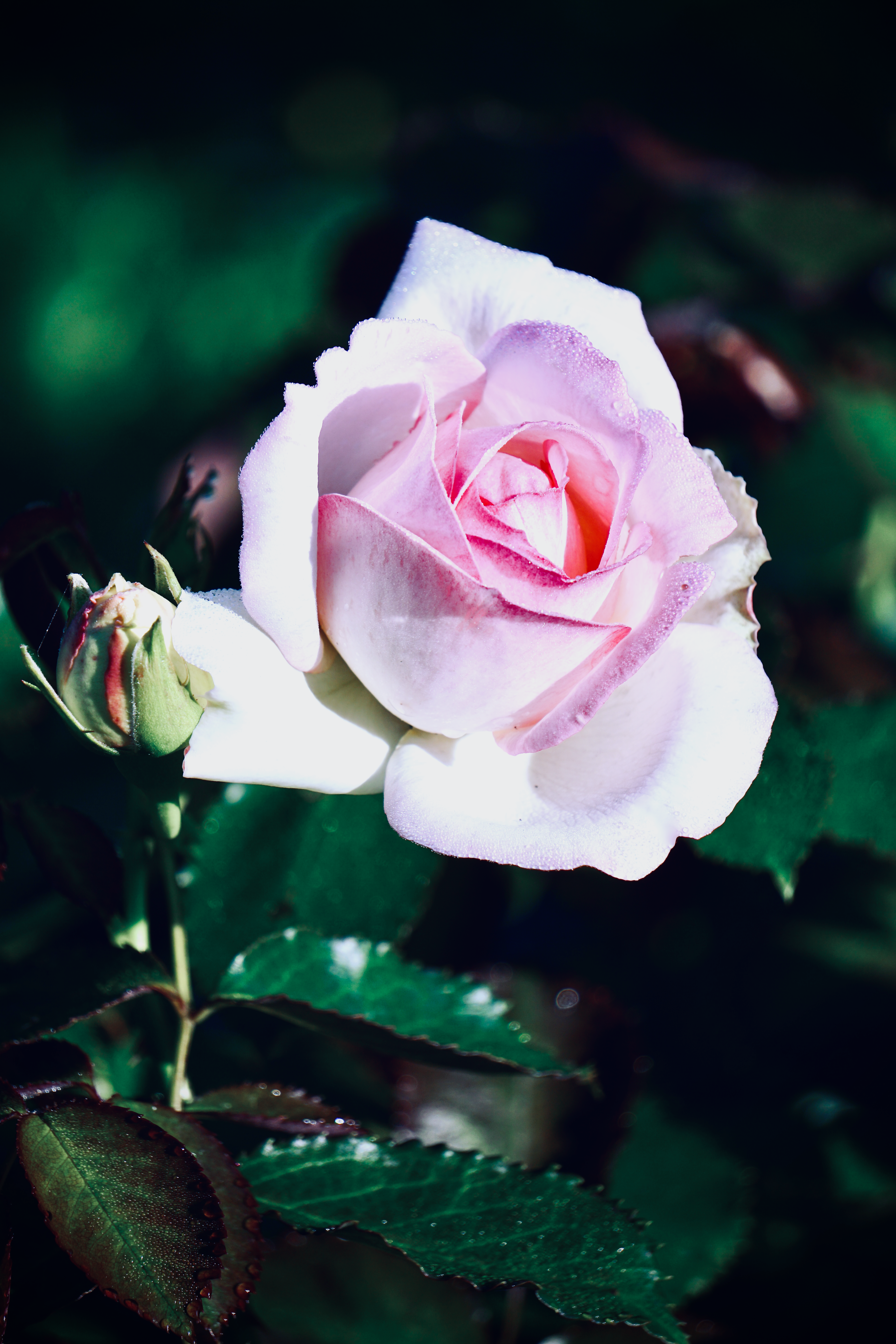 Pink Garden Roses with Green Leaves · Free Stock Photo