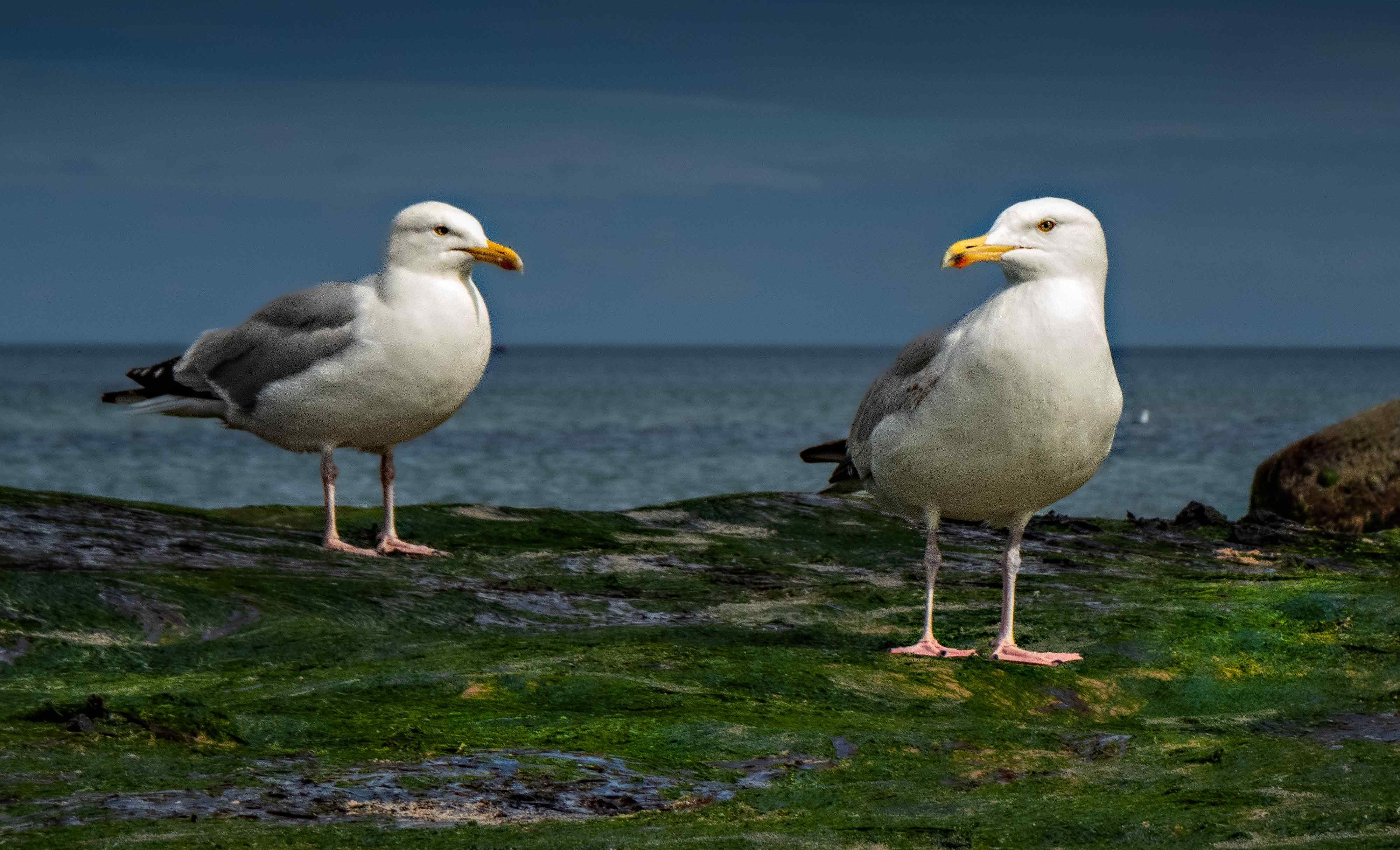 A Seagull Flying · Free Stock Photo