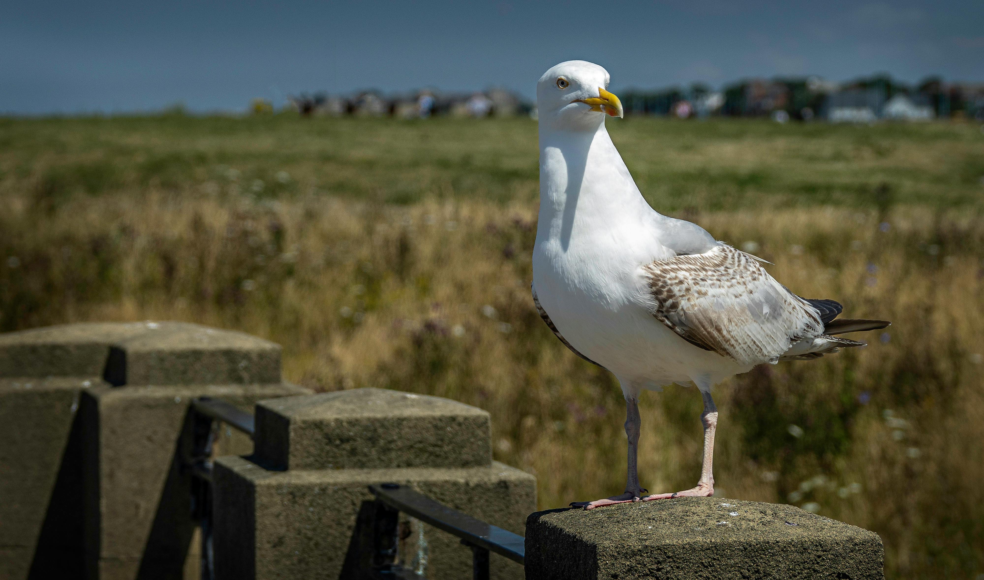 Close-up of a White Seagull · Free Stock Photo