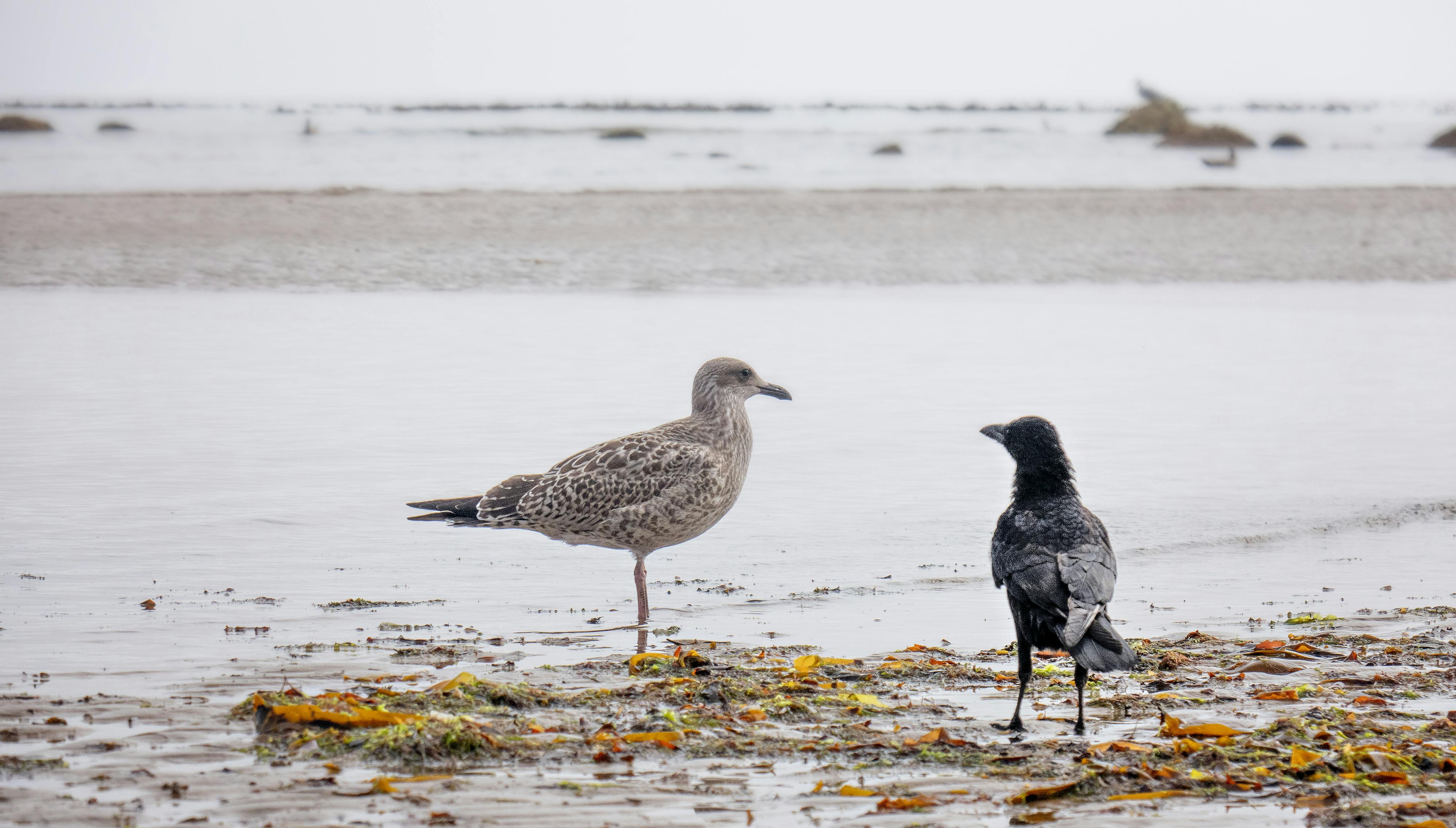 Permian Animals Photos, Download The BEST Free Permian Animals Stock ...