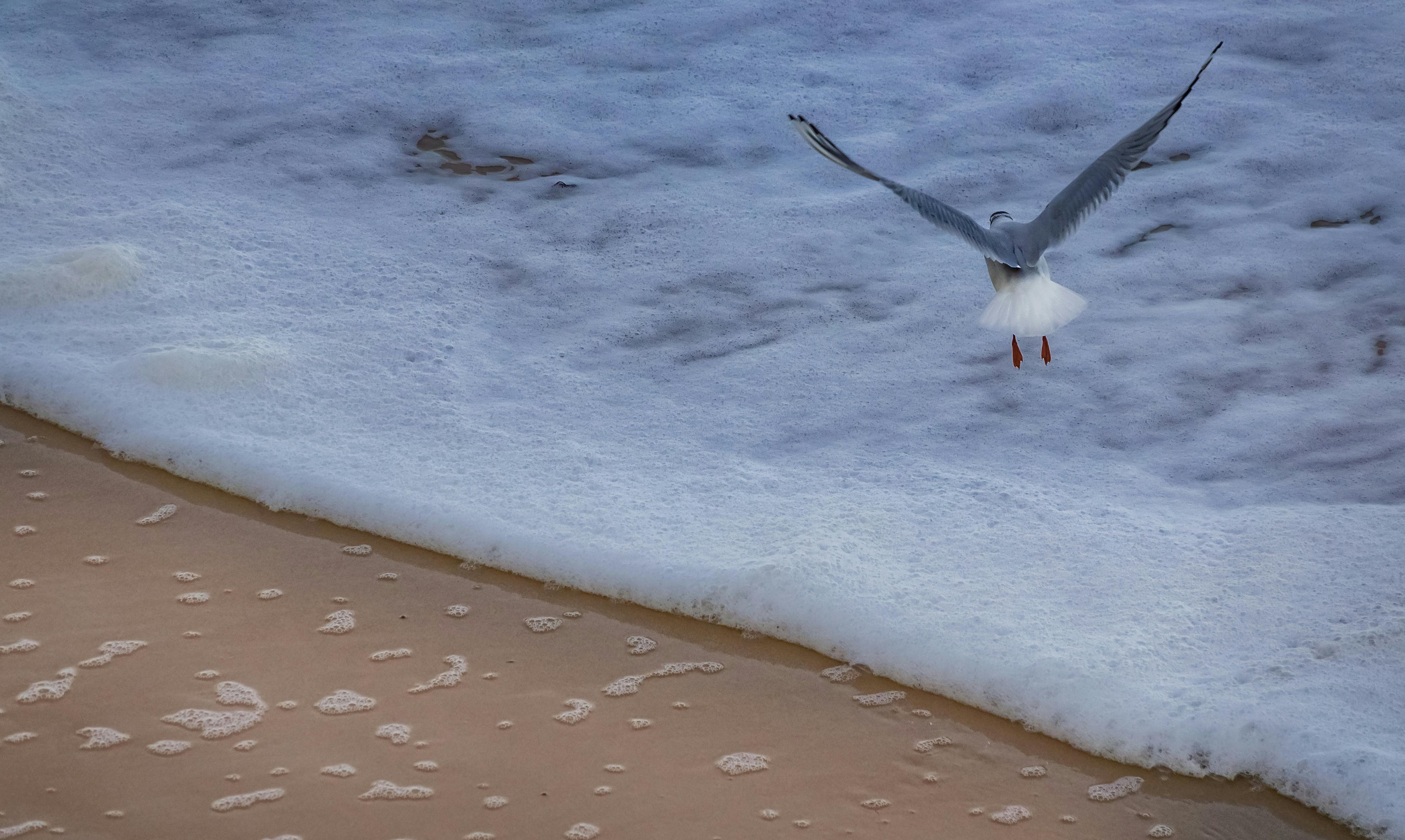 Flying Shore Photos, Download Free Flying Shore Stock Photos & HD Images