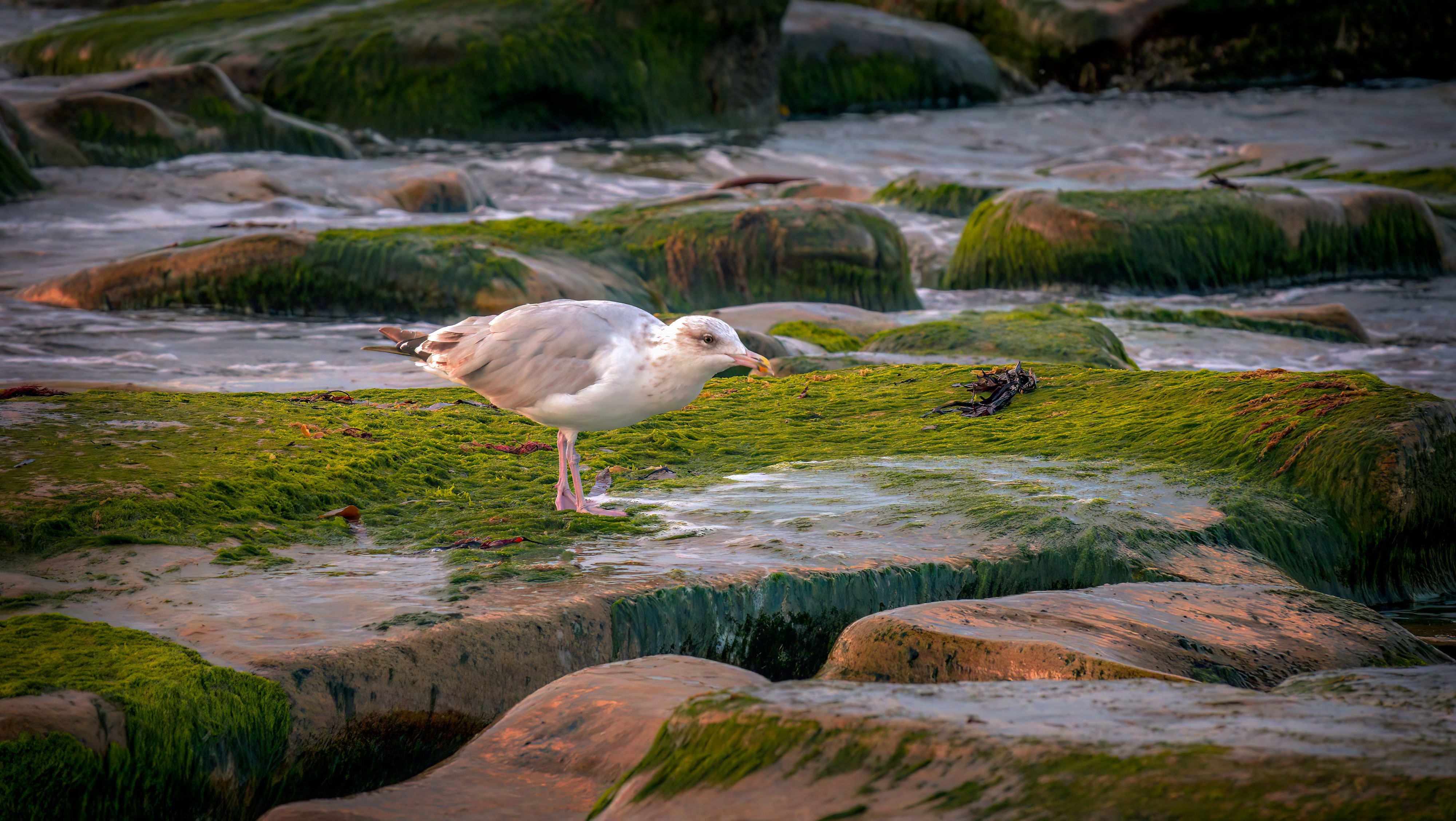 Seagull Carrying a Worm in Beak · Free Stock Photo