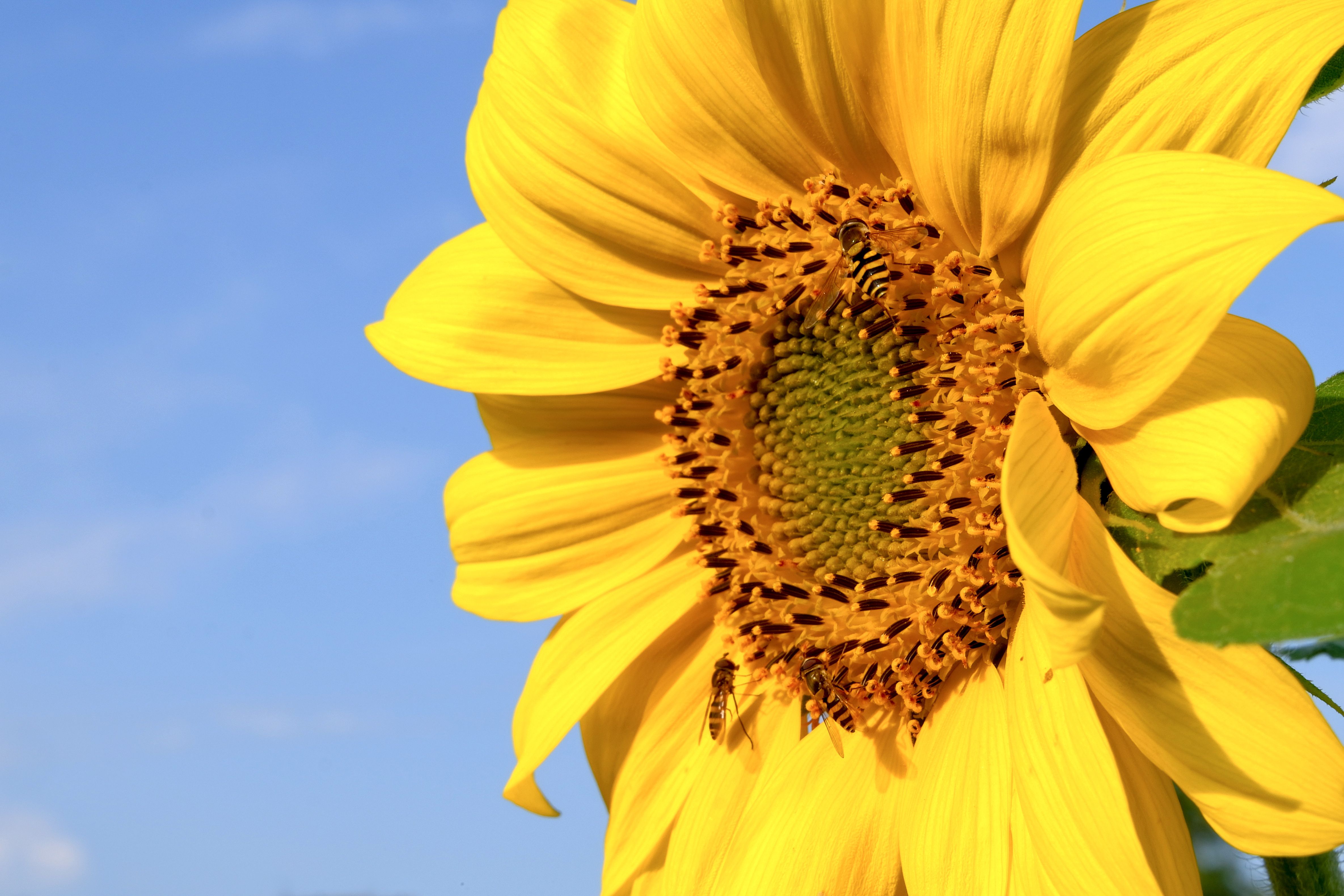 Close Up Shot of a Sunflower · Free Stock Photo