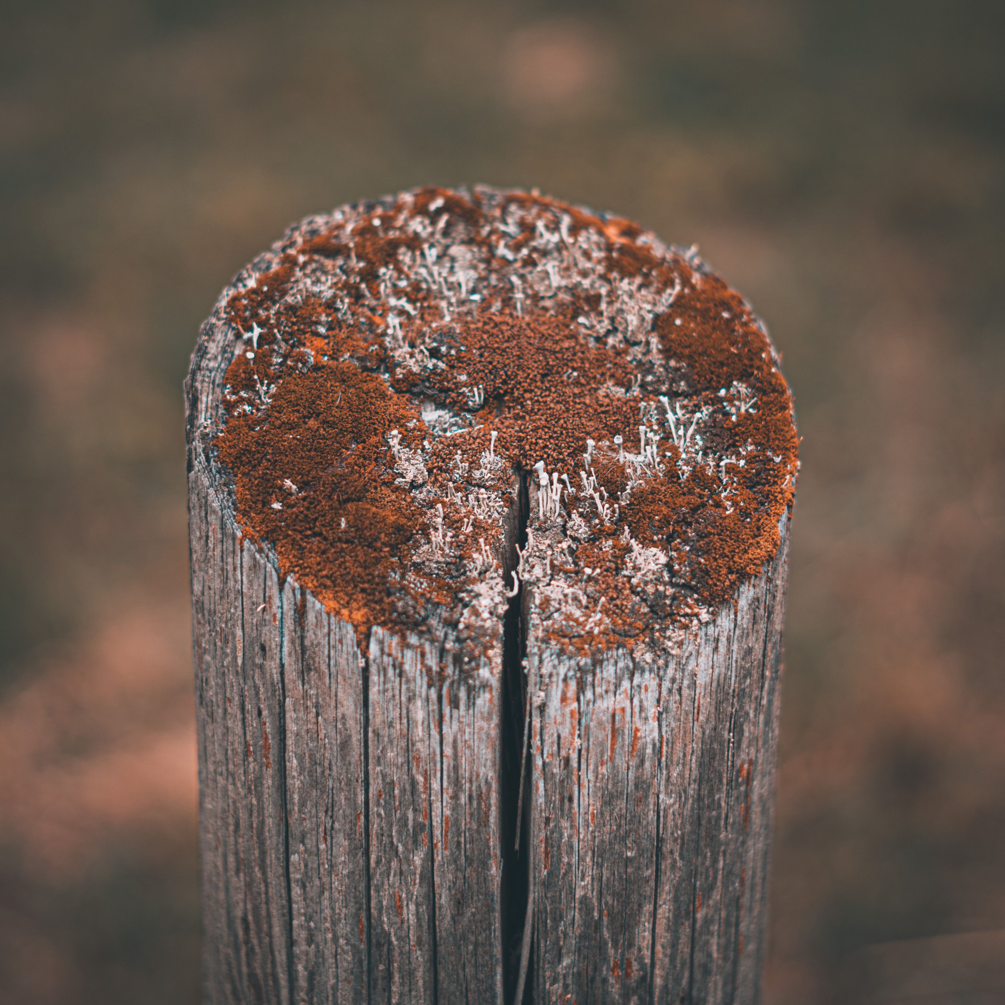 A Mossy Wooden Log · Free Stock Photo