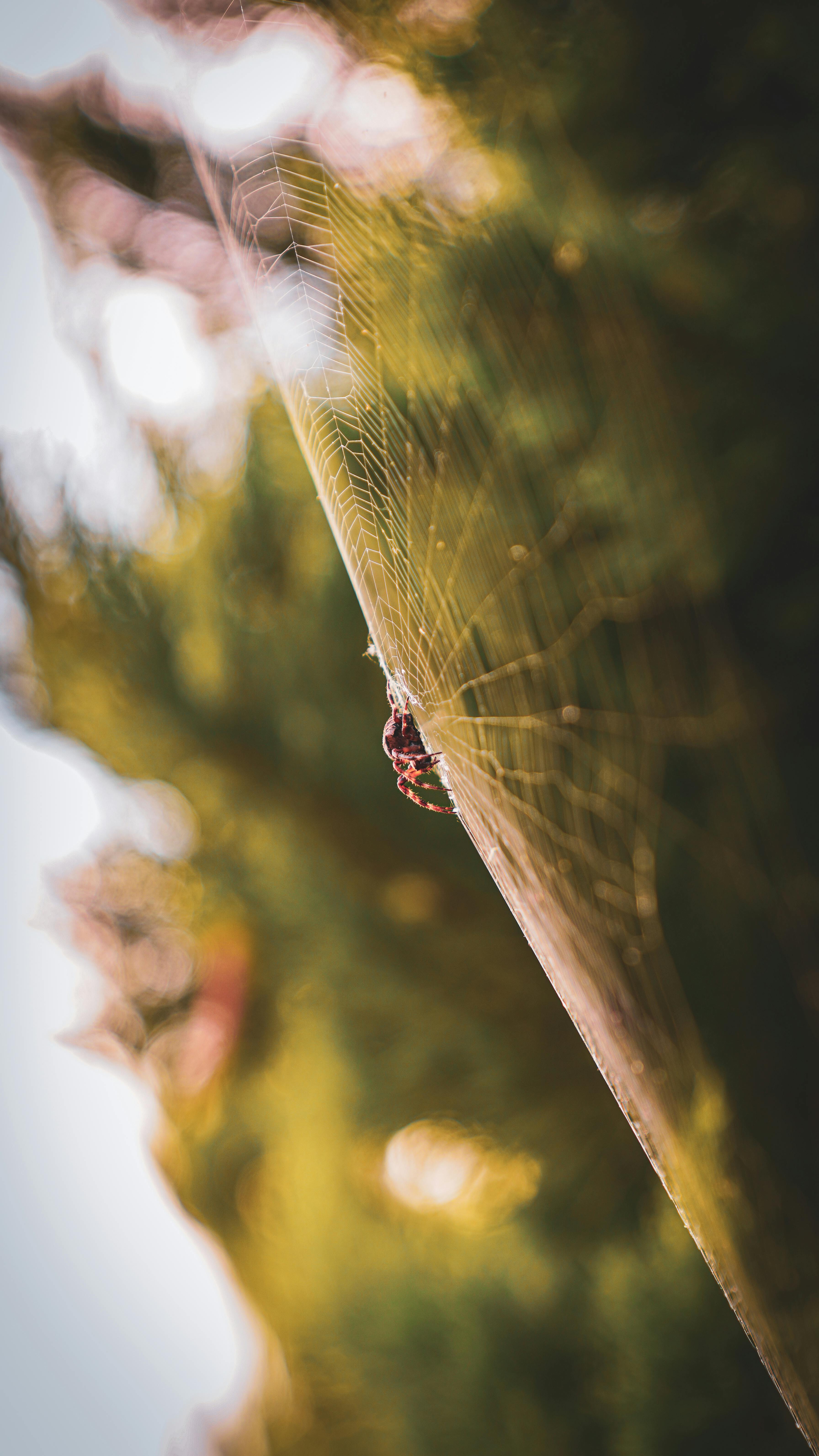 4k Wallpaper Spider Photos, Download The BEST Free 4k Wallpaper Spider ...