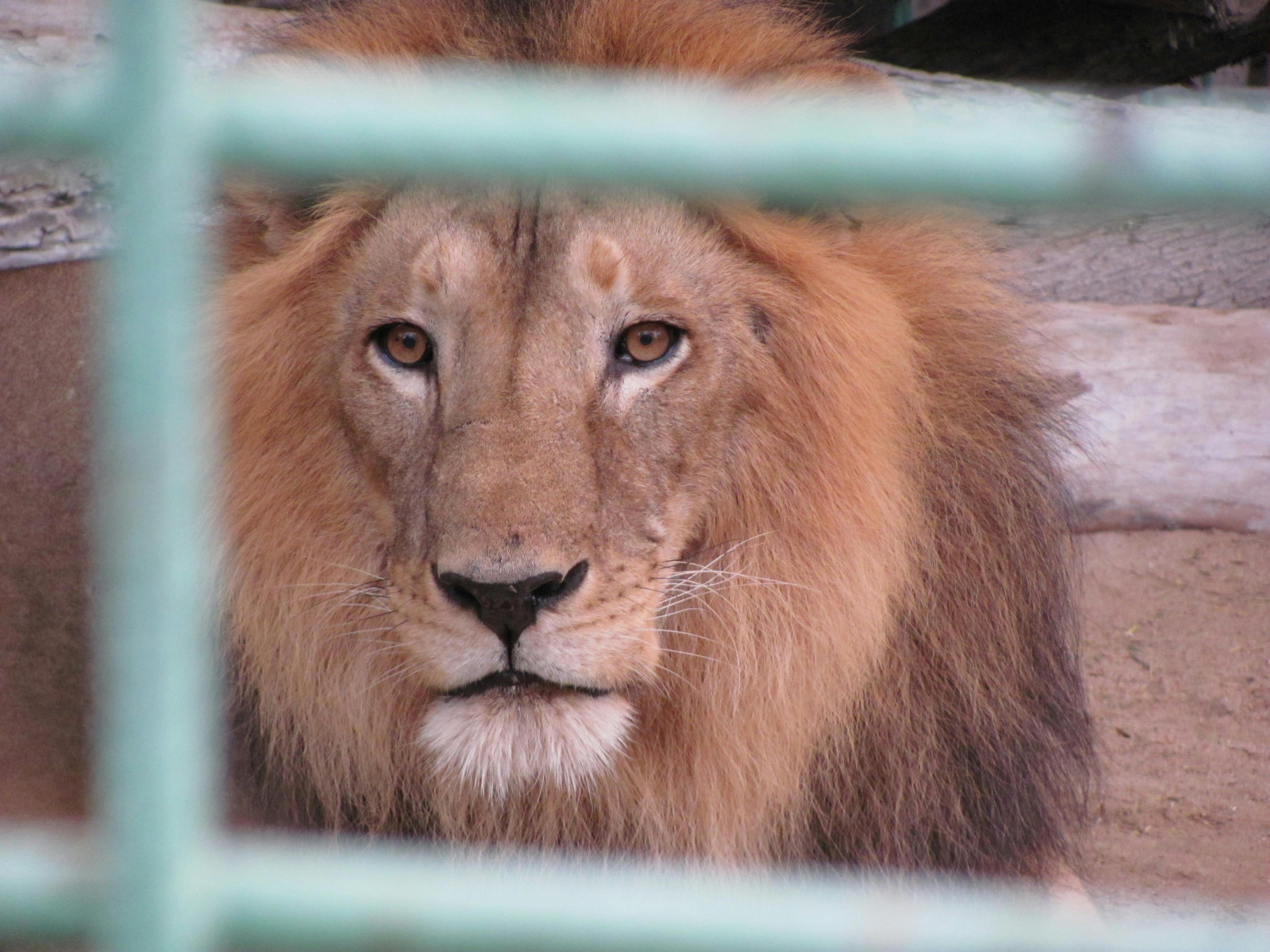 Lion In Cage Photos, Download The BEST Free Lion In Cage Stock Photos ...