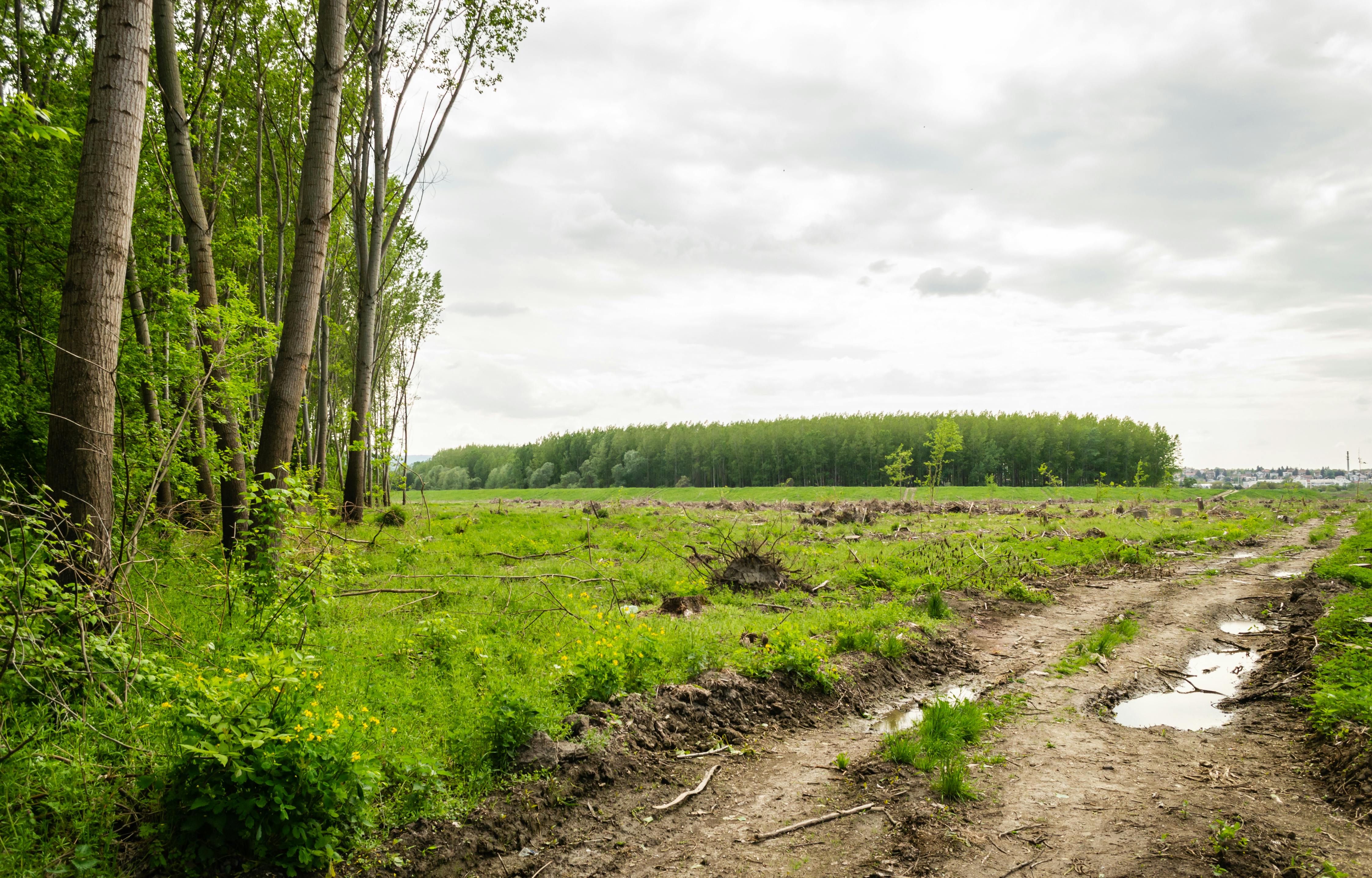 Muddy Dirt Path Between the Grass Field Going to the Forest · Free ...