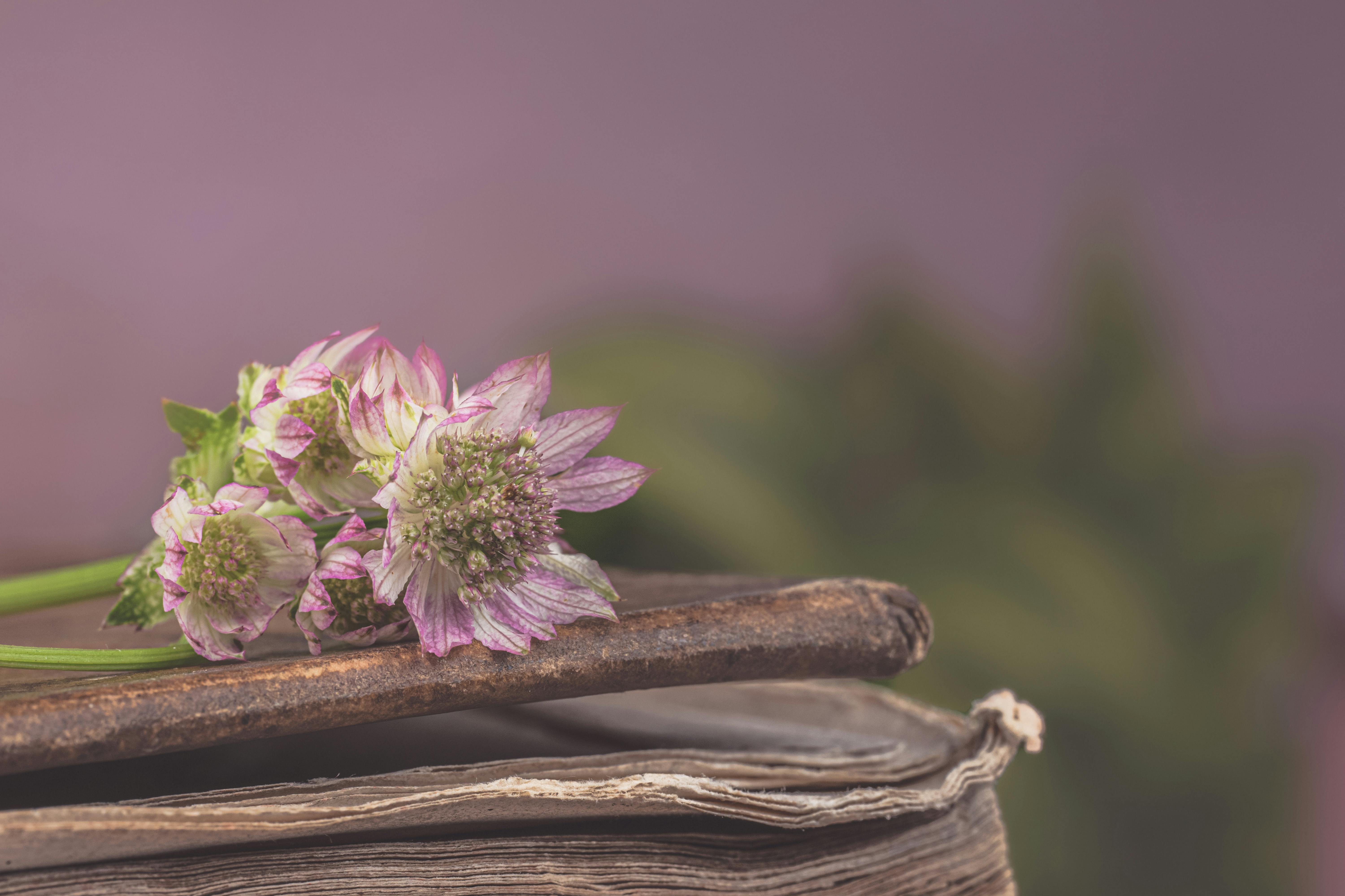 A Close-Up Shot of Great Masterwort Flowers · Free Stock Photo