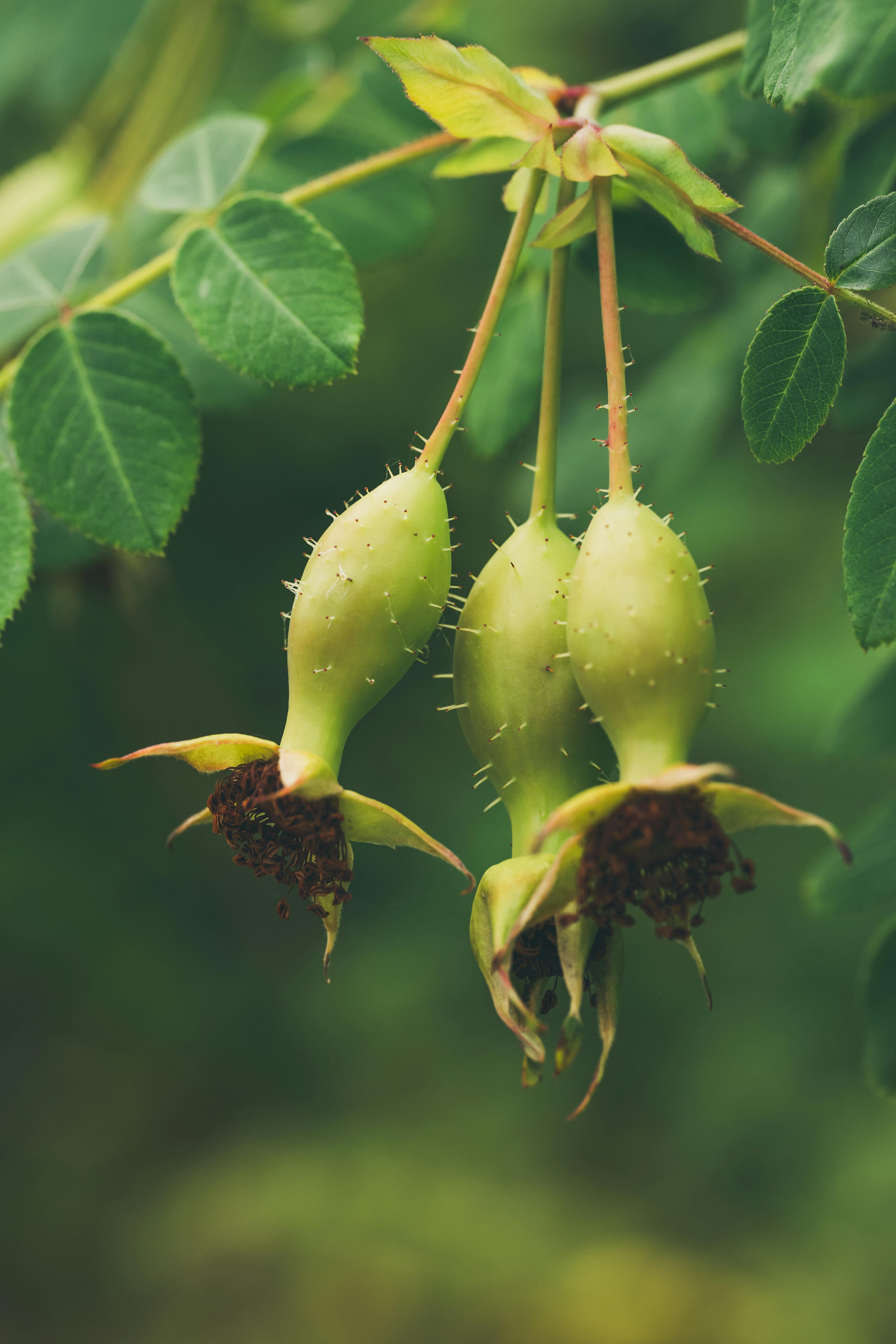 Budding Flowers Photos, Download The BEST Free Budding Flowers Stock ...