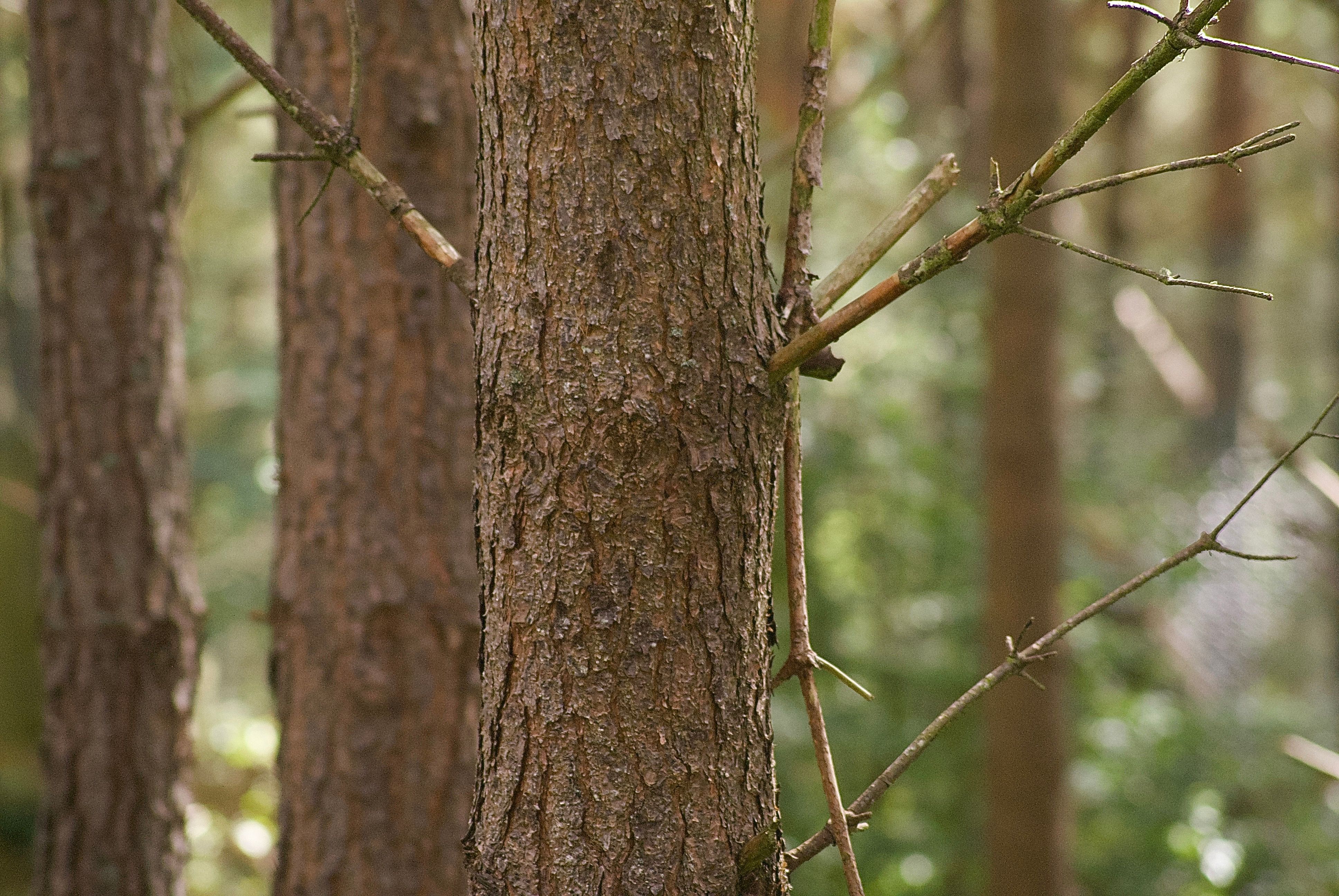 A Tree Trunk with Tree Branches · Free Stock Photo