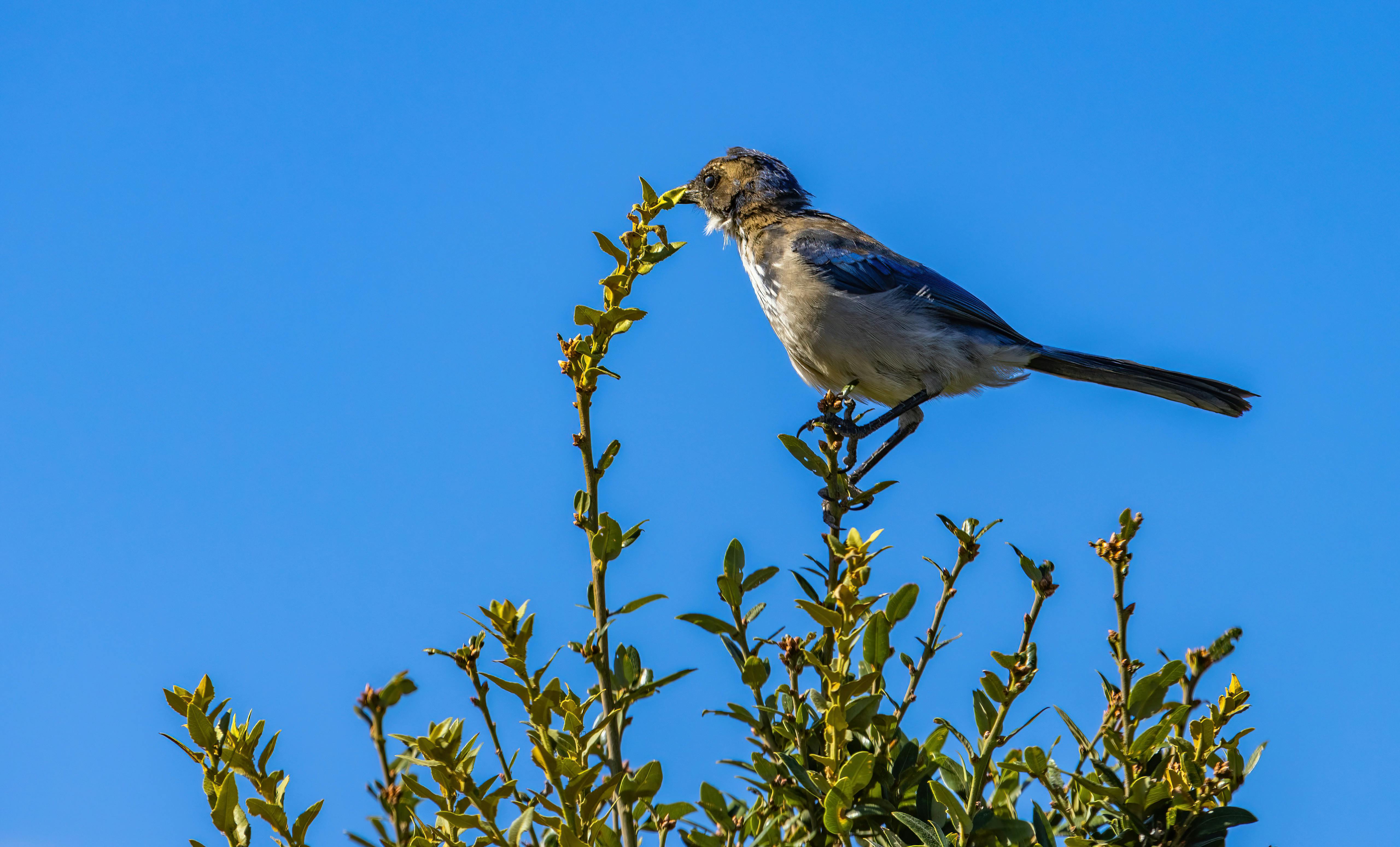 Low Angle Photo of Brown Bird Perch on Driftwood · Free Stock Photo