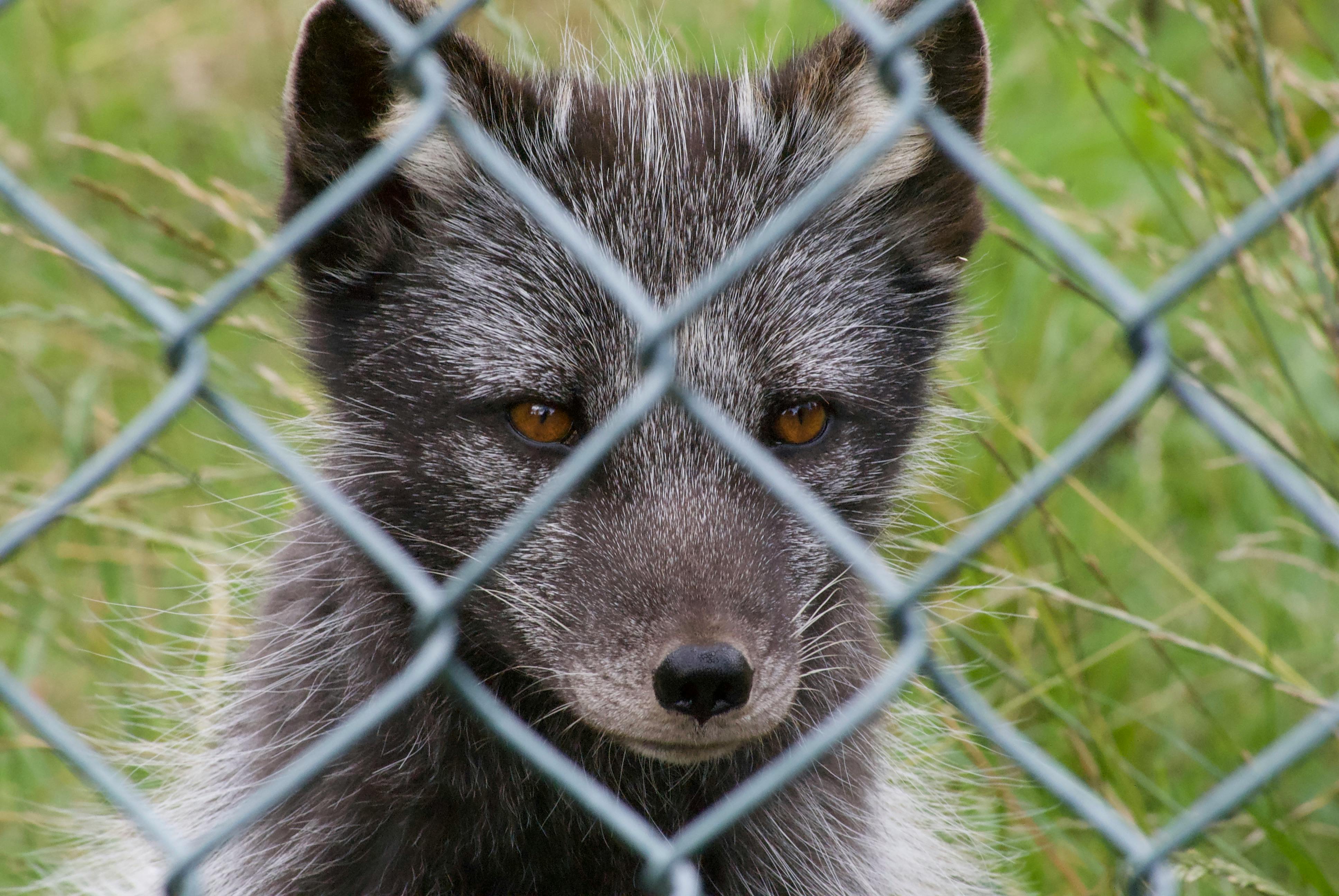A Fox Behind Metal Chain Link Fence · Free Stock Photo