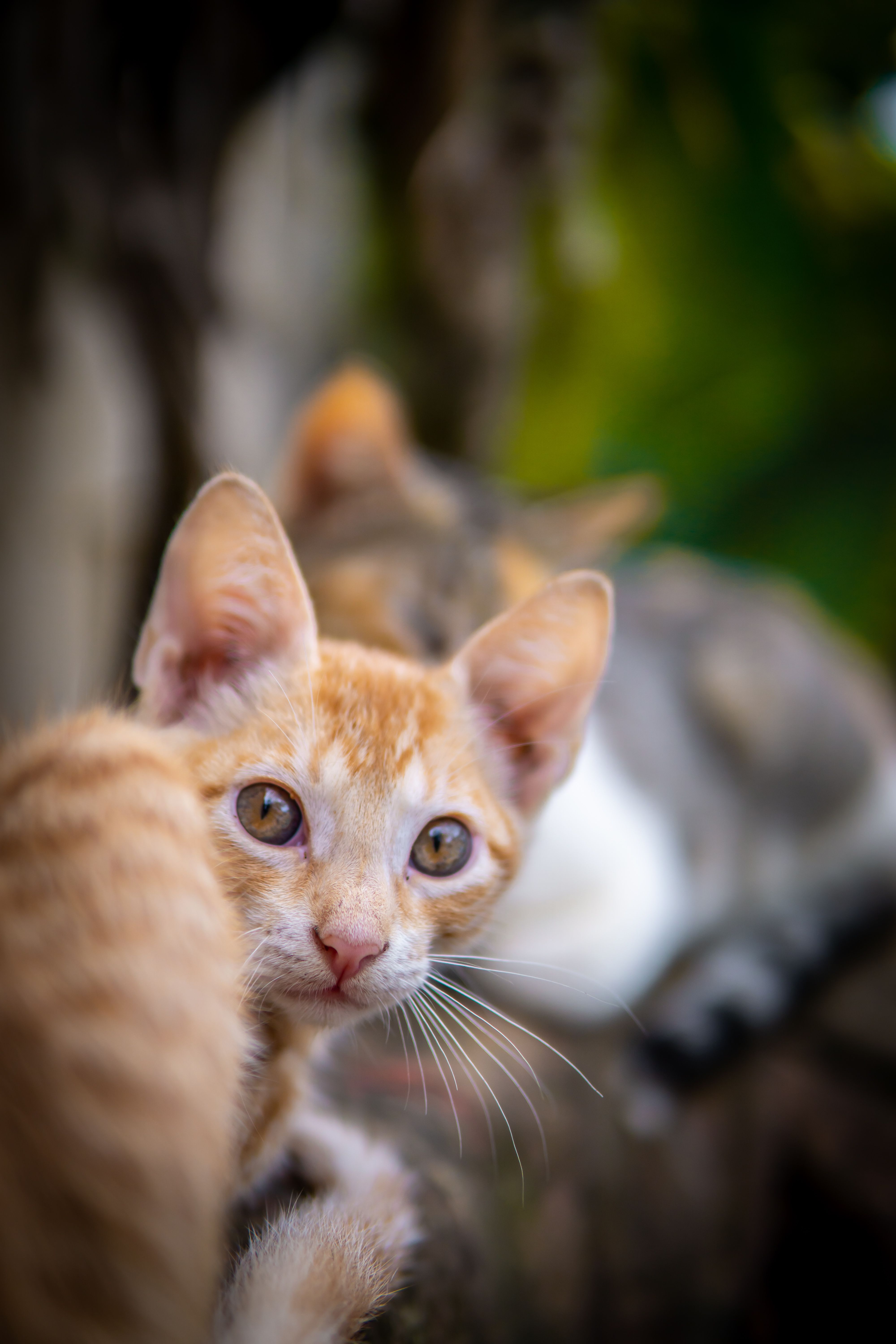Cut Kitten Photos, Download The BEST Free Cut Kitten Stock Photos & HD ...