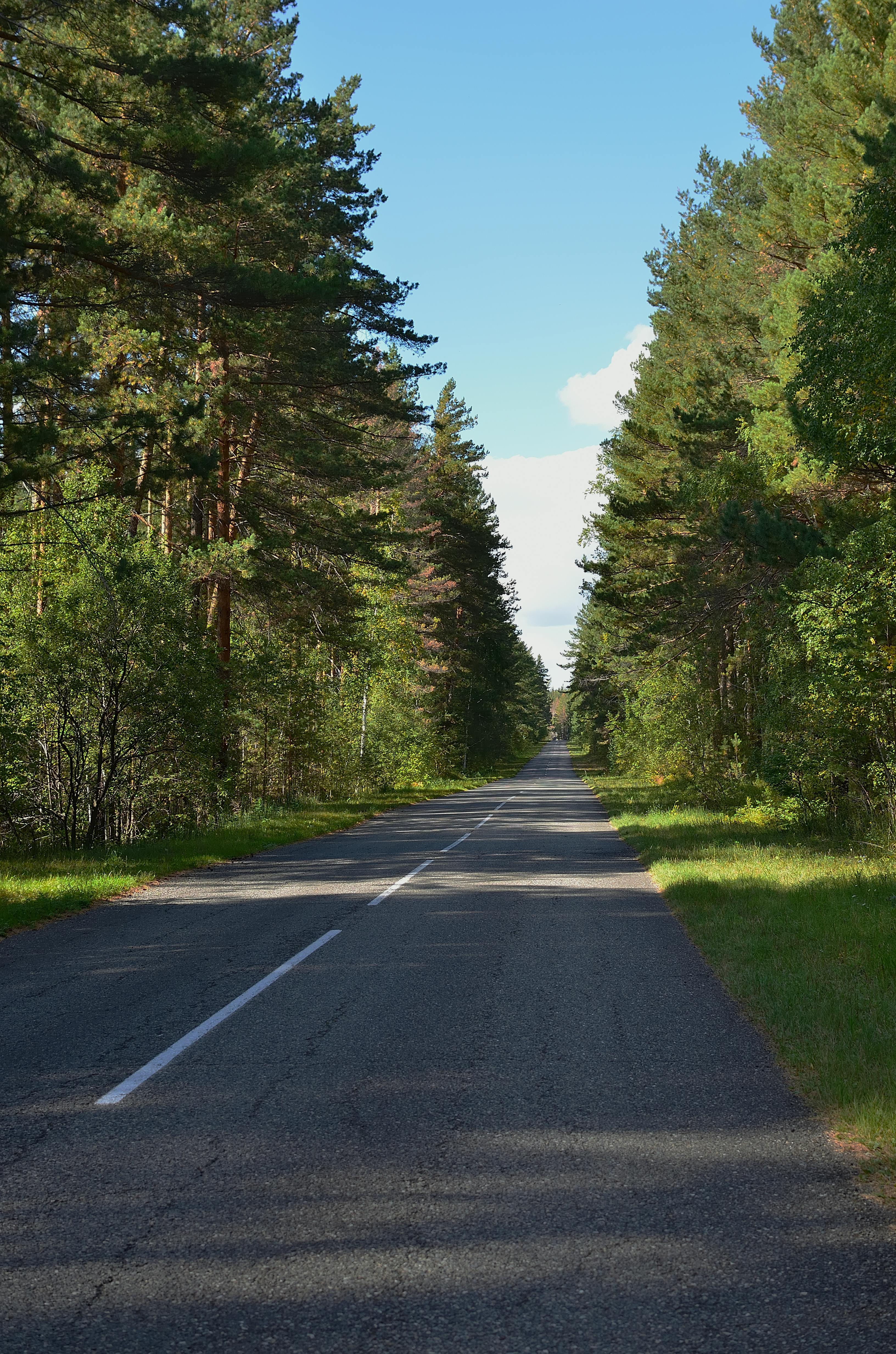 A Road Between the Trees · Free Stock Photo