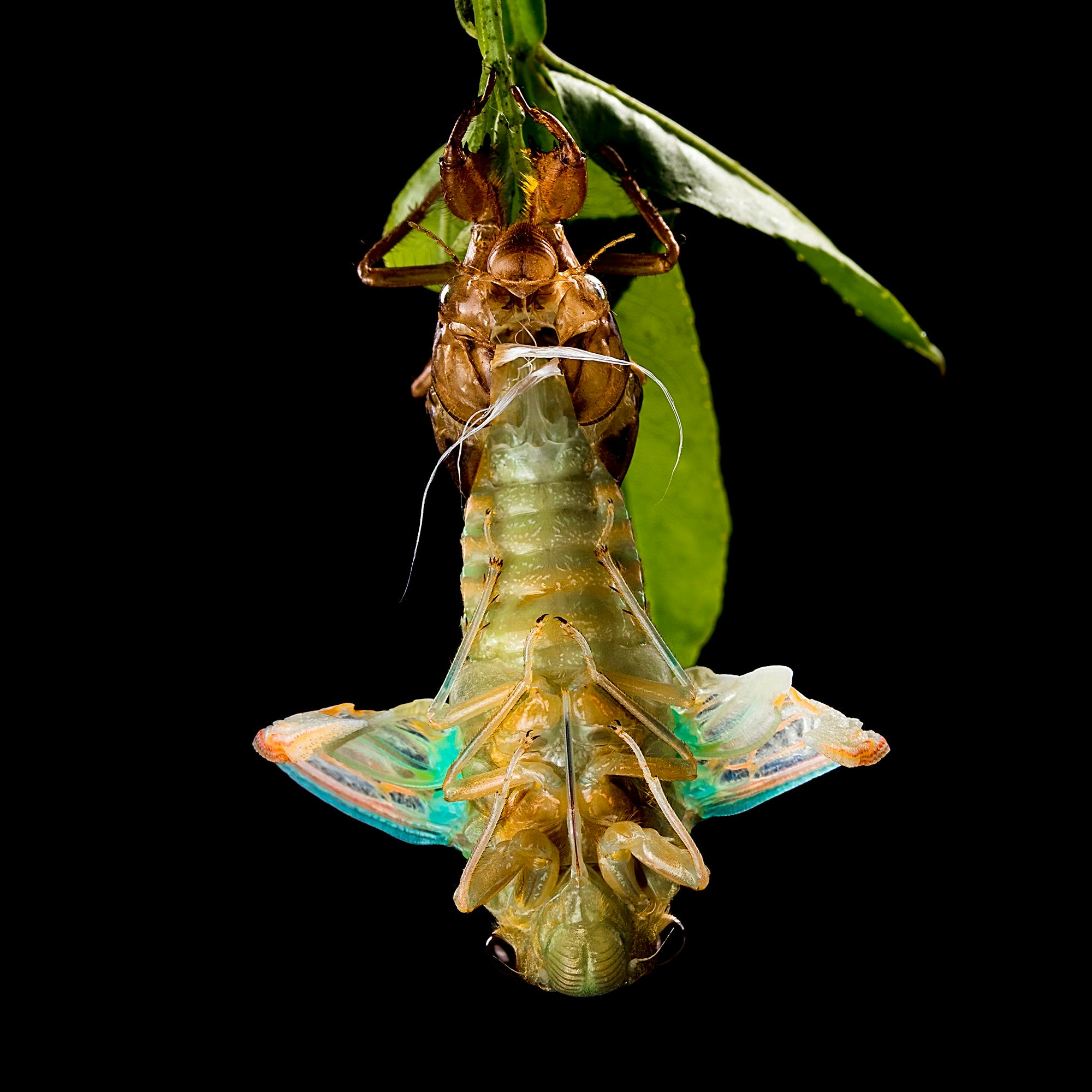 Photo of an Insect Molting · Free Stock Photo