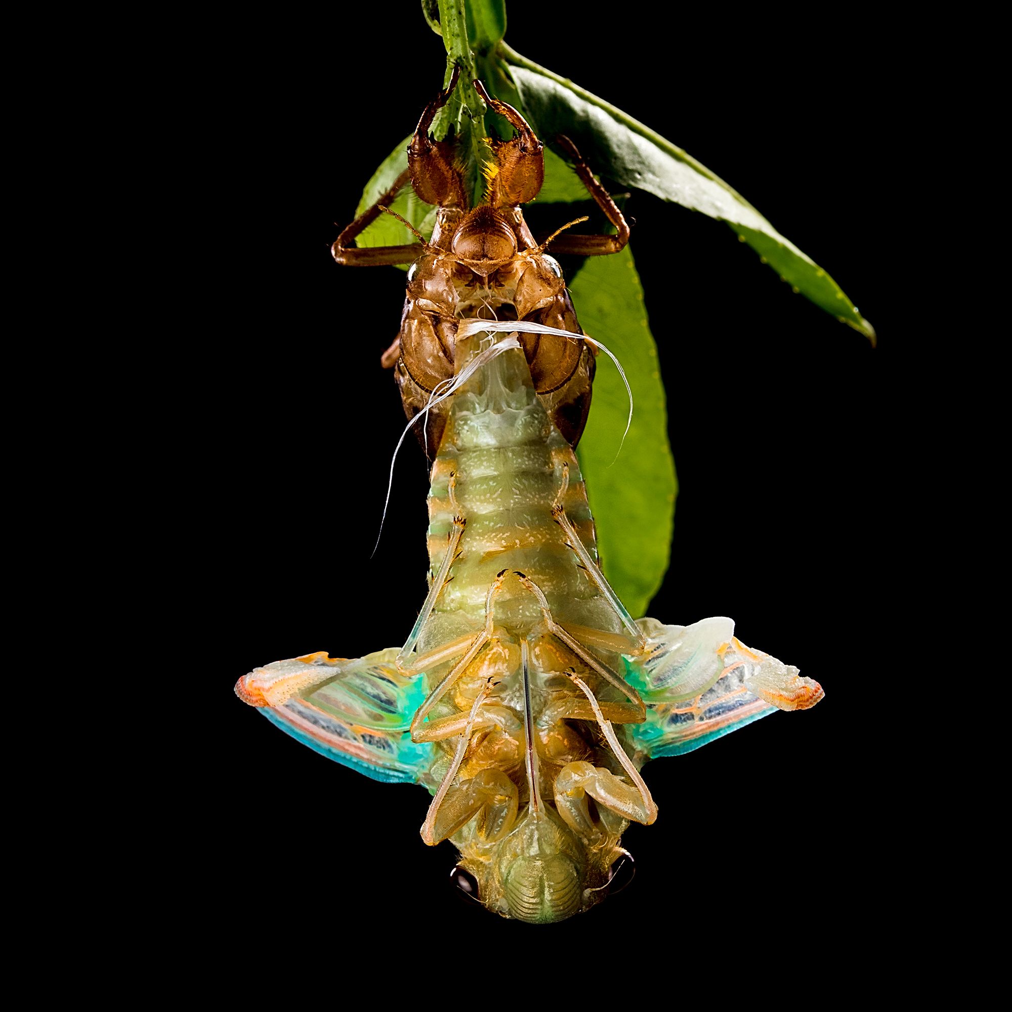 Cicada Tosena Albata Photos, Download The BEST Free Cicada Tosena ...