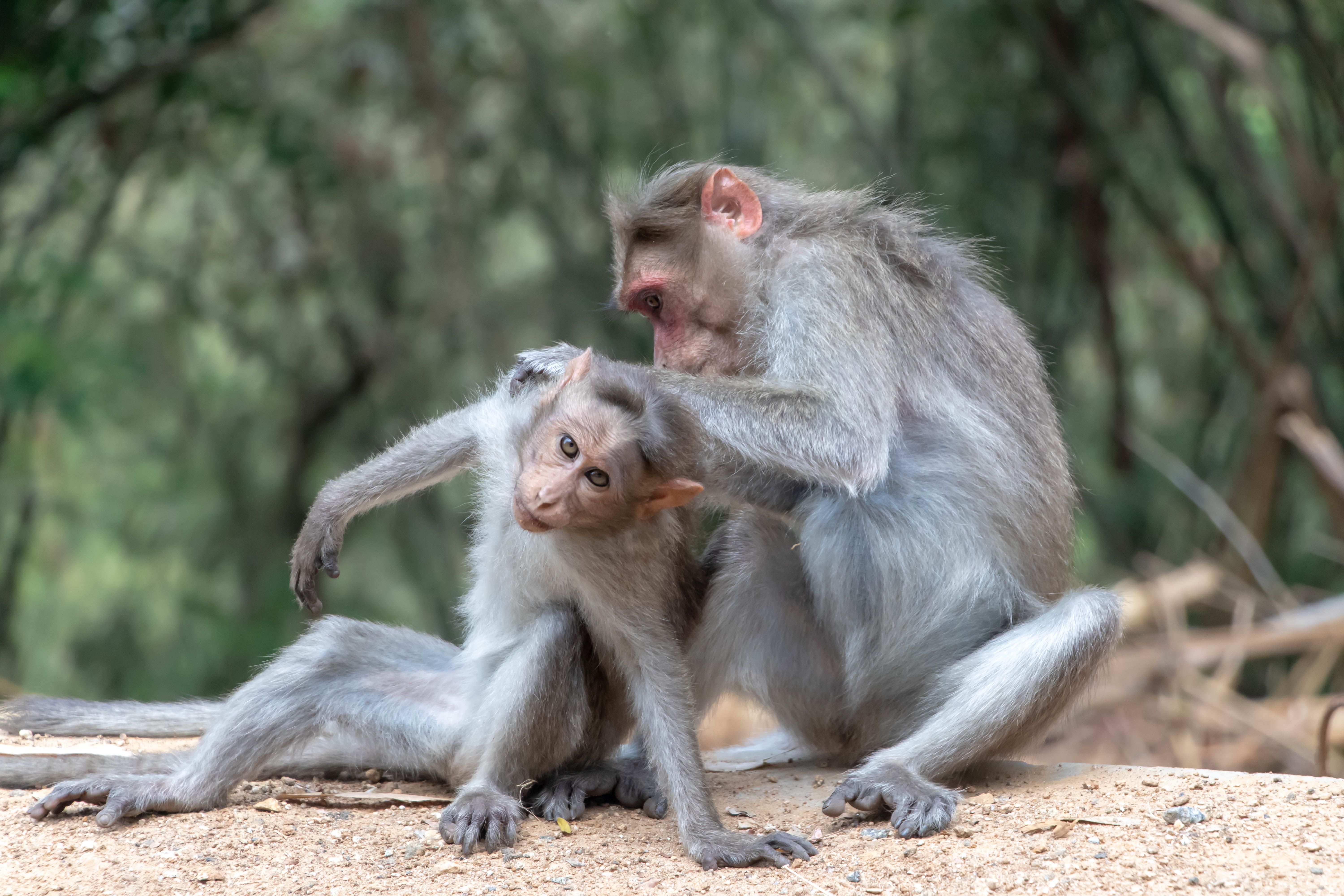 Close-up of a De Brazzas Monkey · Free Stock Photo