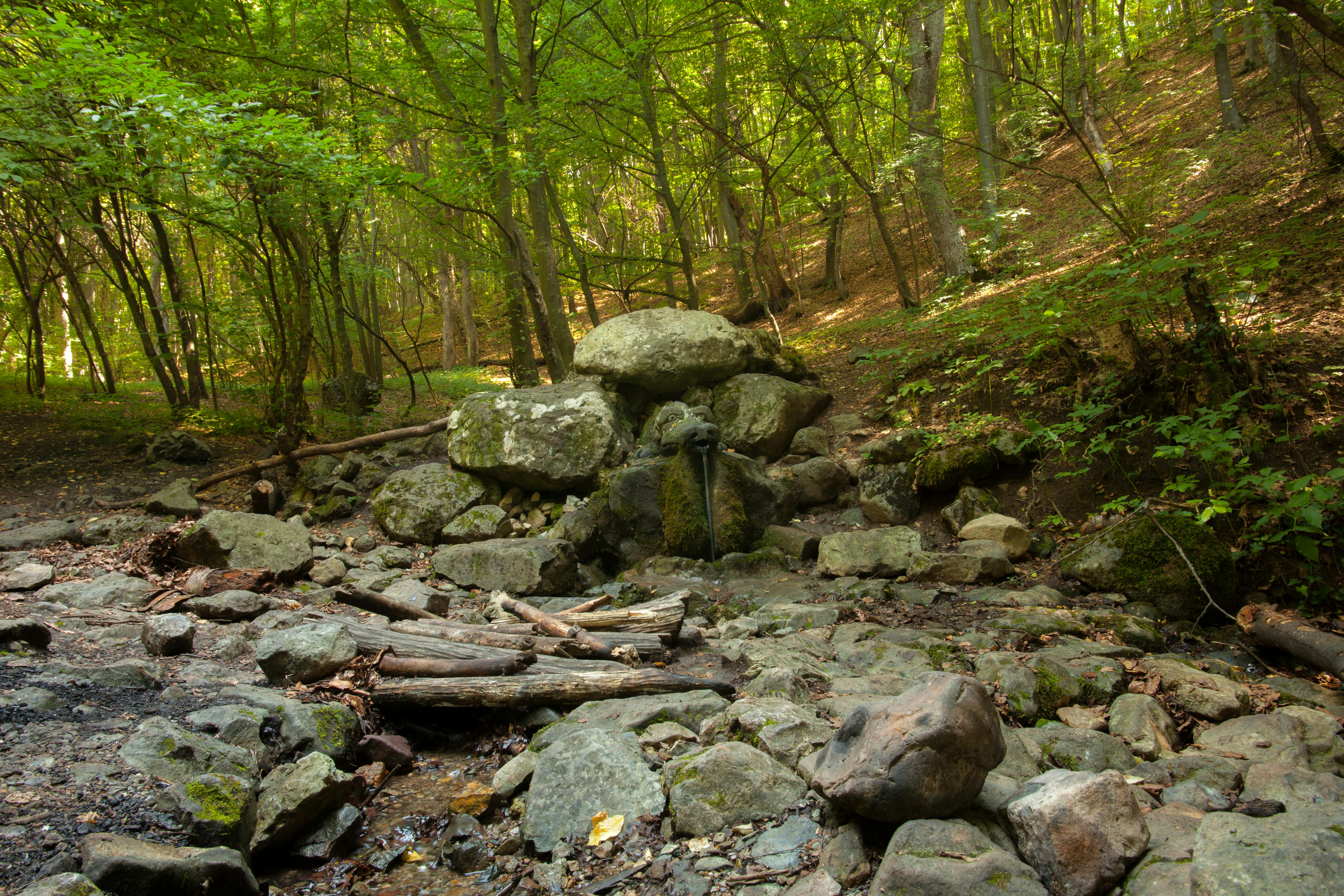 Big Rocks in a Forest · Free Stock Photo