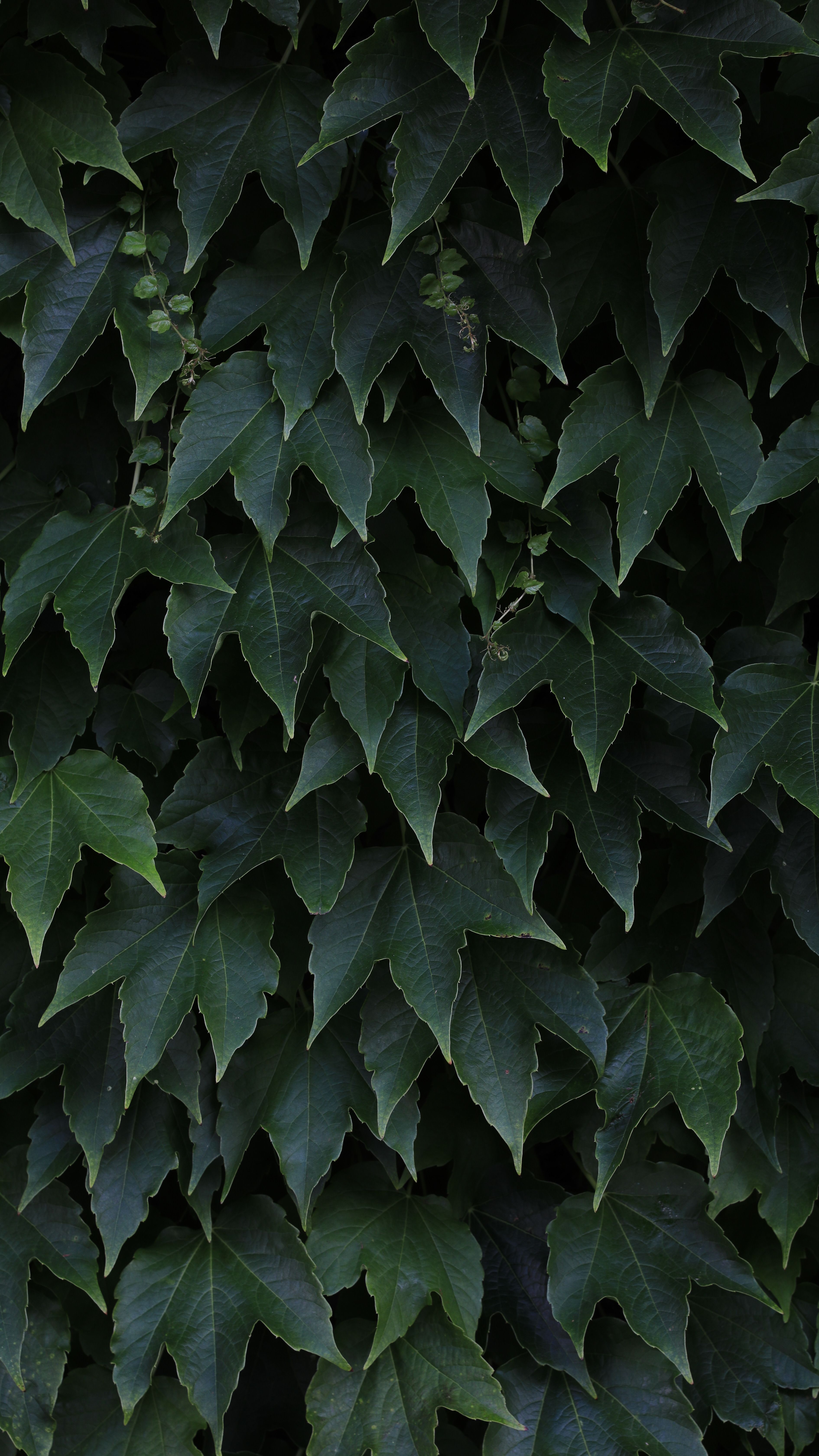 Photo of Green Vine Leaves · Free Stock Photo