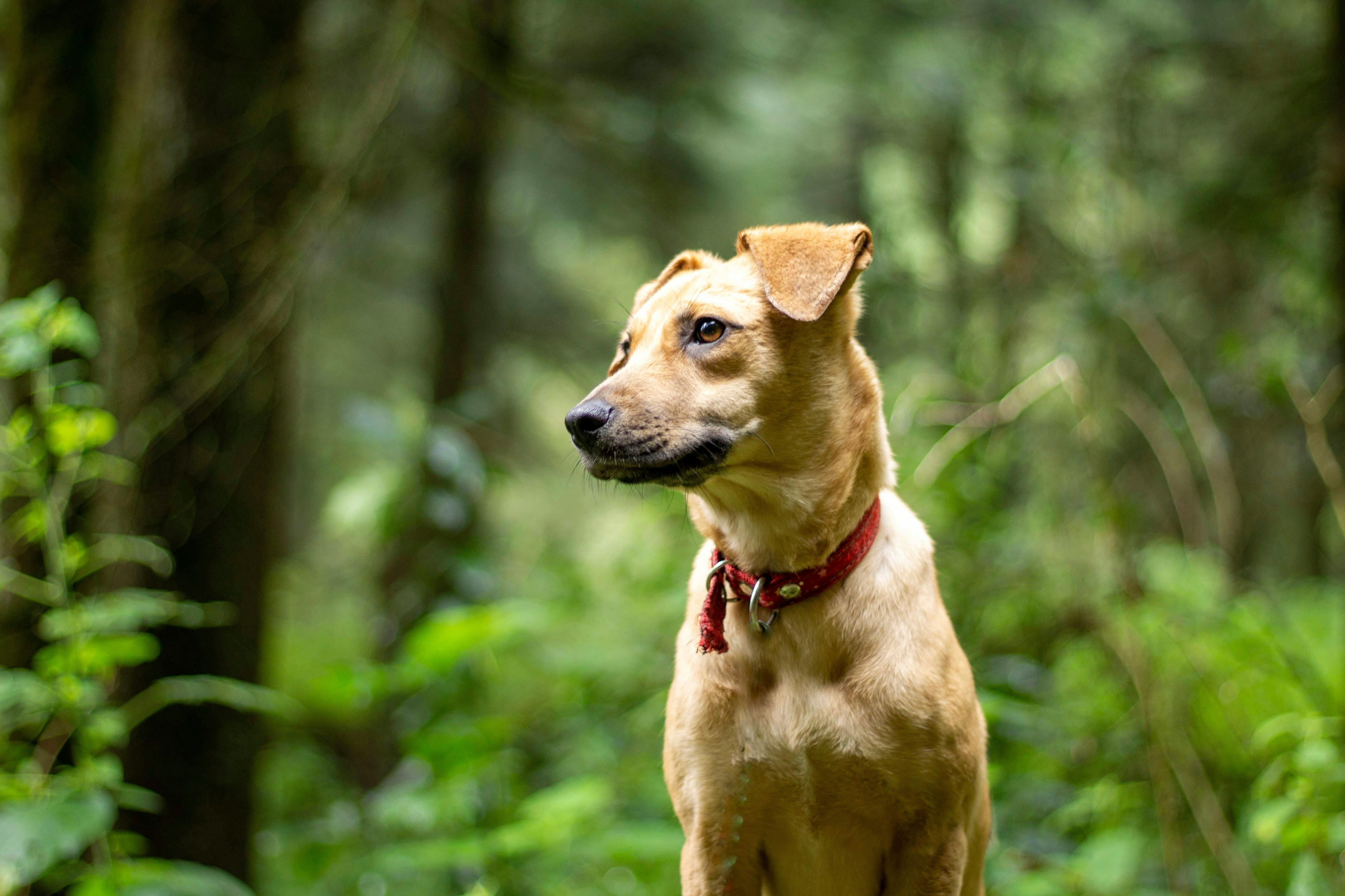 A Dog in the Forest · Free Stock Photo