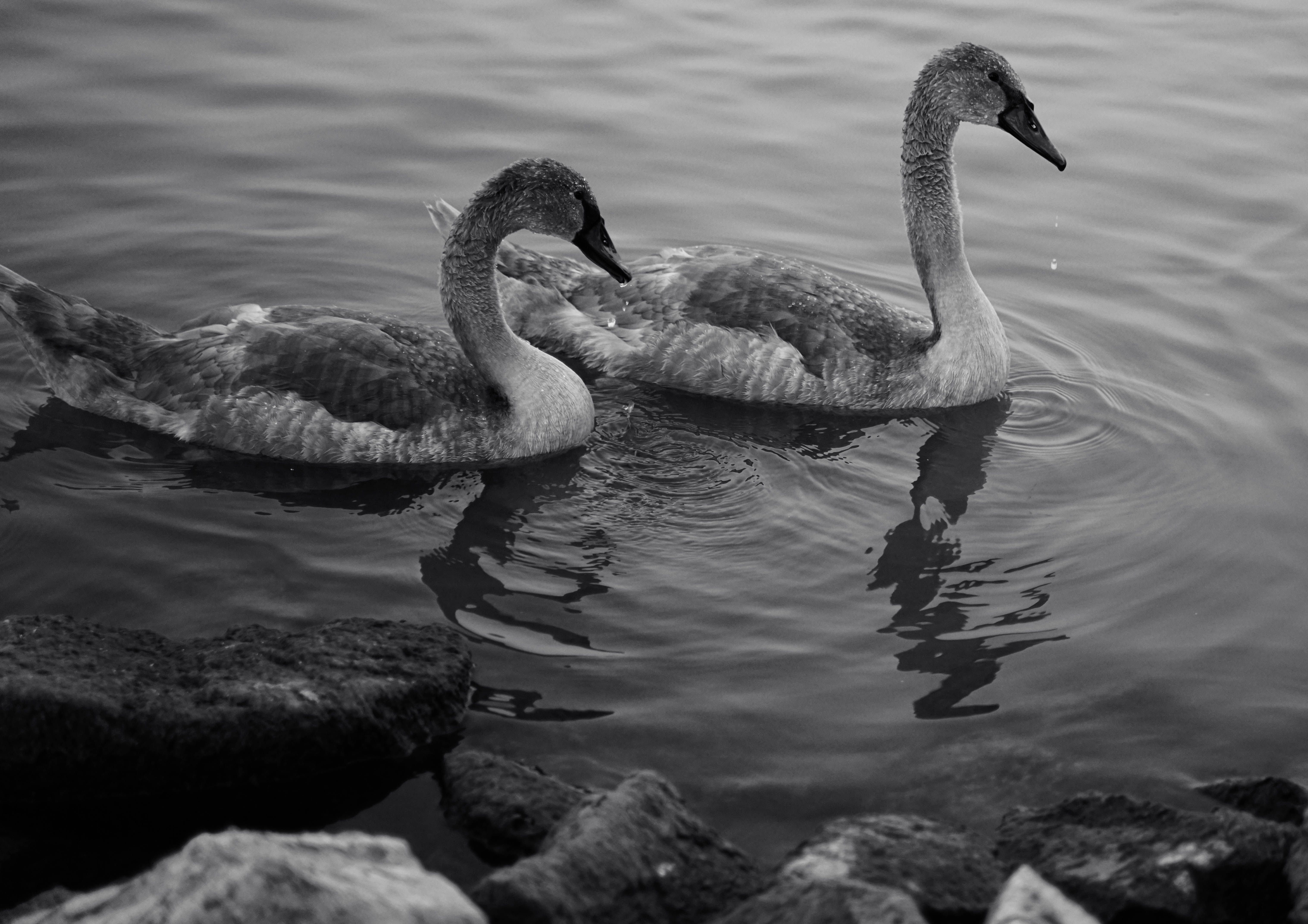 Grayscale Photo of Swans · Free Stock Photo