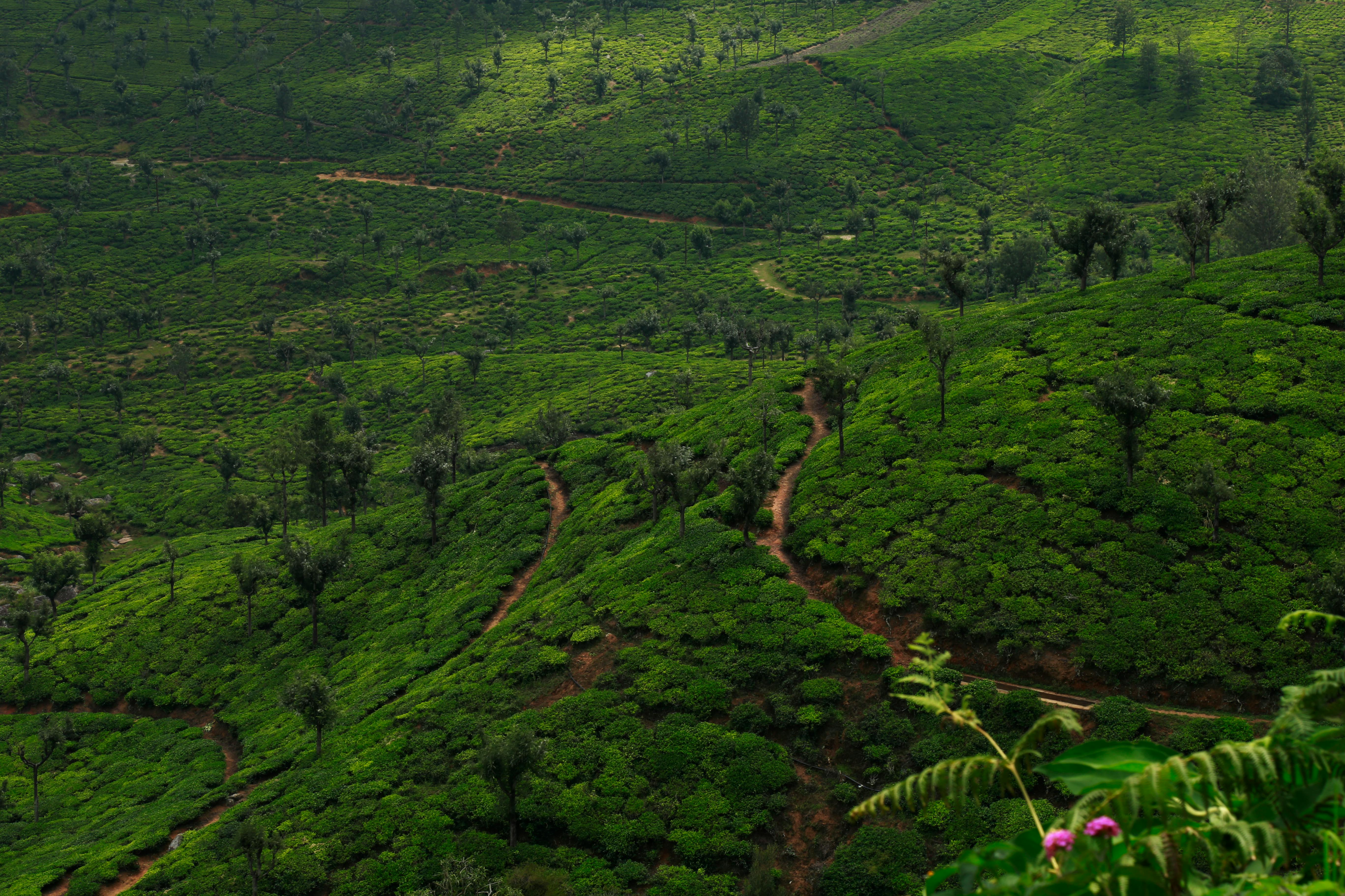 Aerial Photo of Forest - Stock Image - Everypixel
