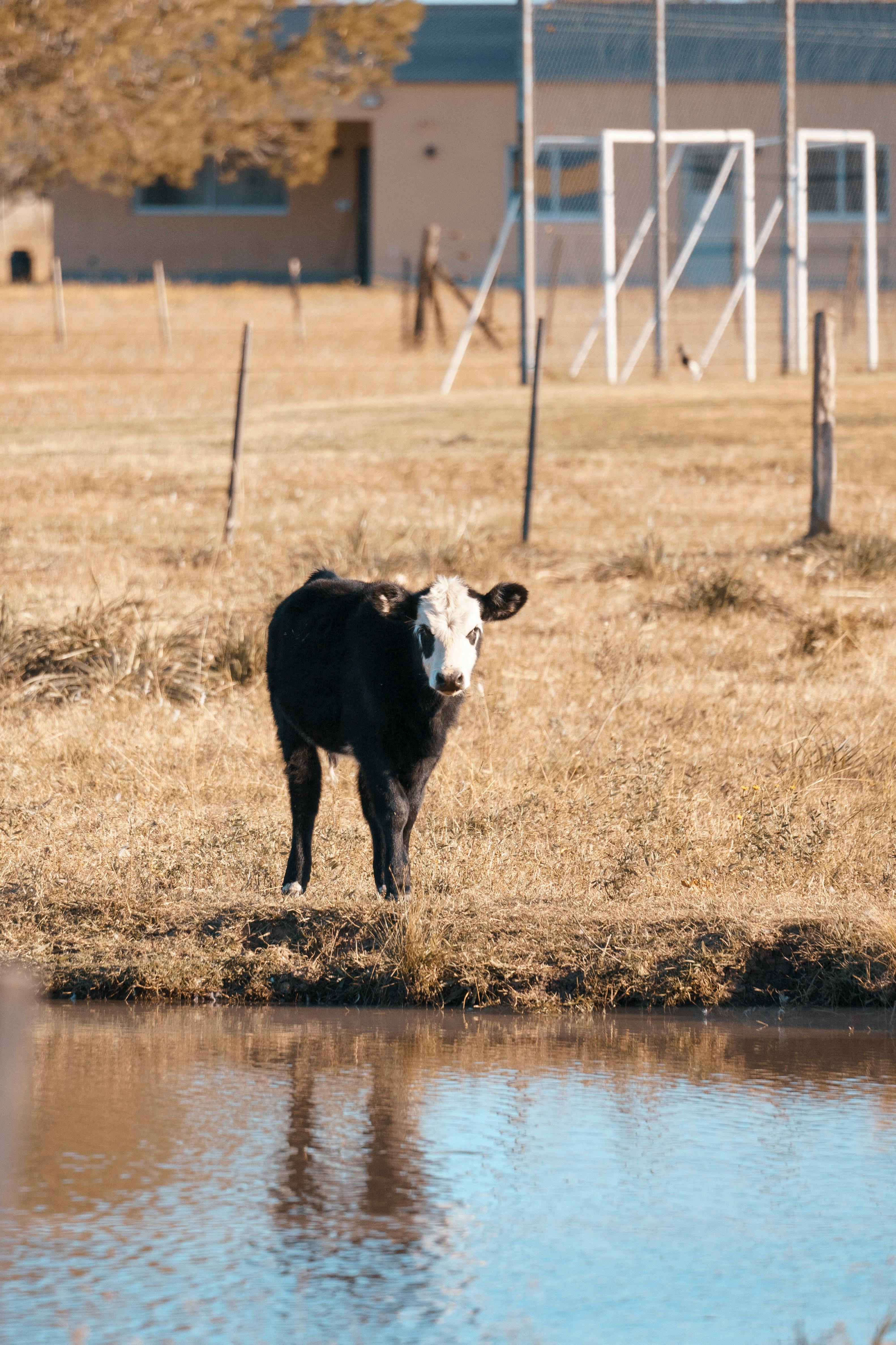 Cute baby cow standing near rustic house in village · Free Stock Photo