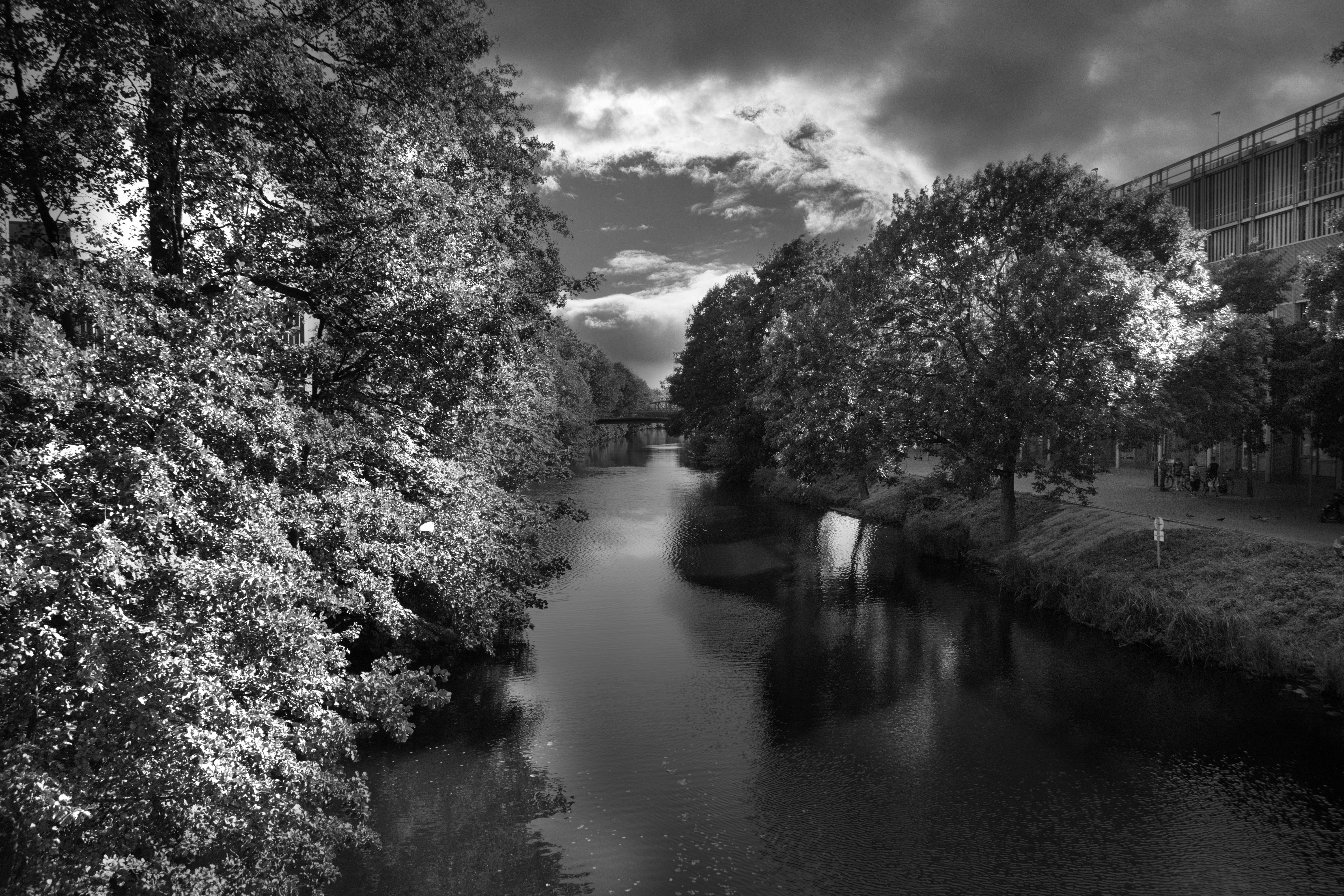 Grayscale Photo of River in Between Trees · Free Stock Photo