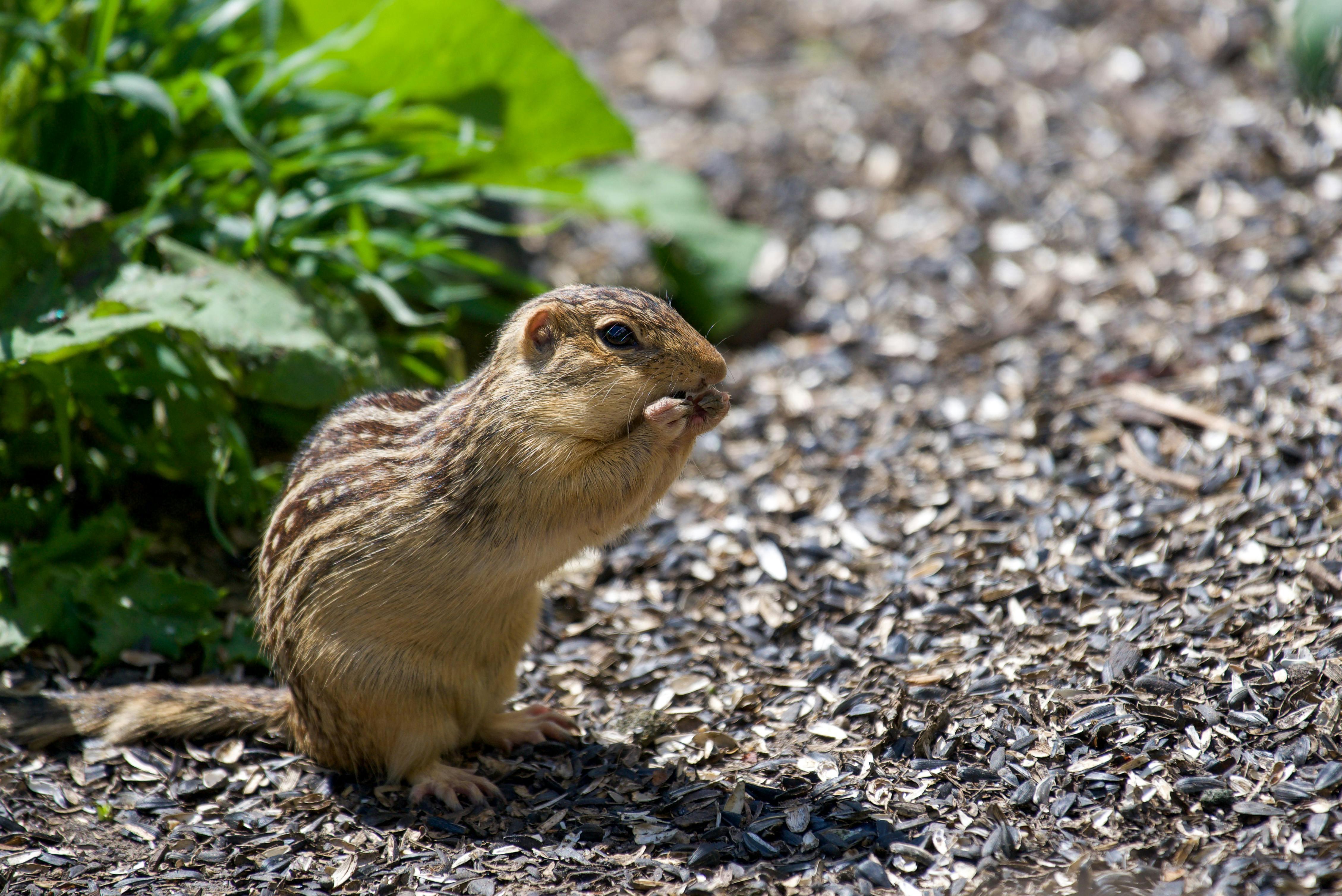 Close-up Photography of Gray Rodent at Daytime · Free Stock Photo