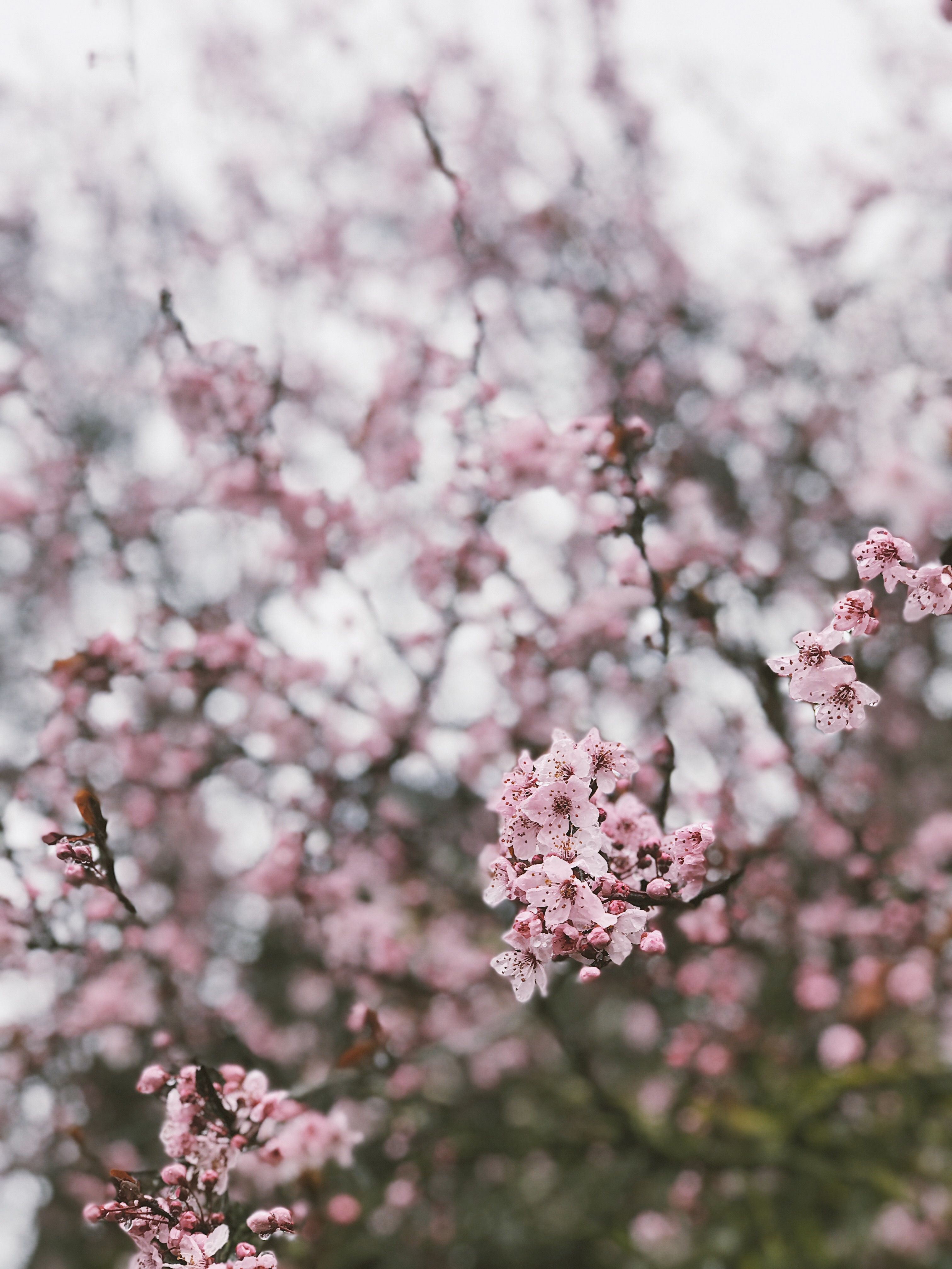 Cherry Blossoms in Bloom · Free Stock Photo