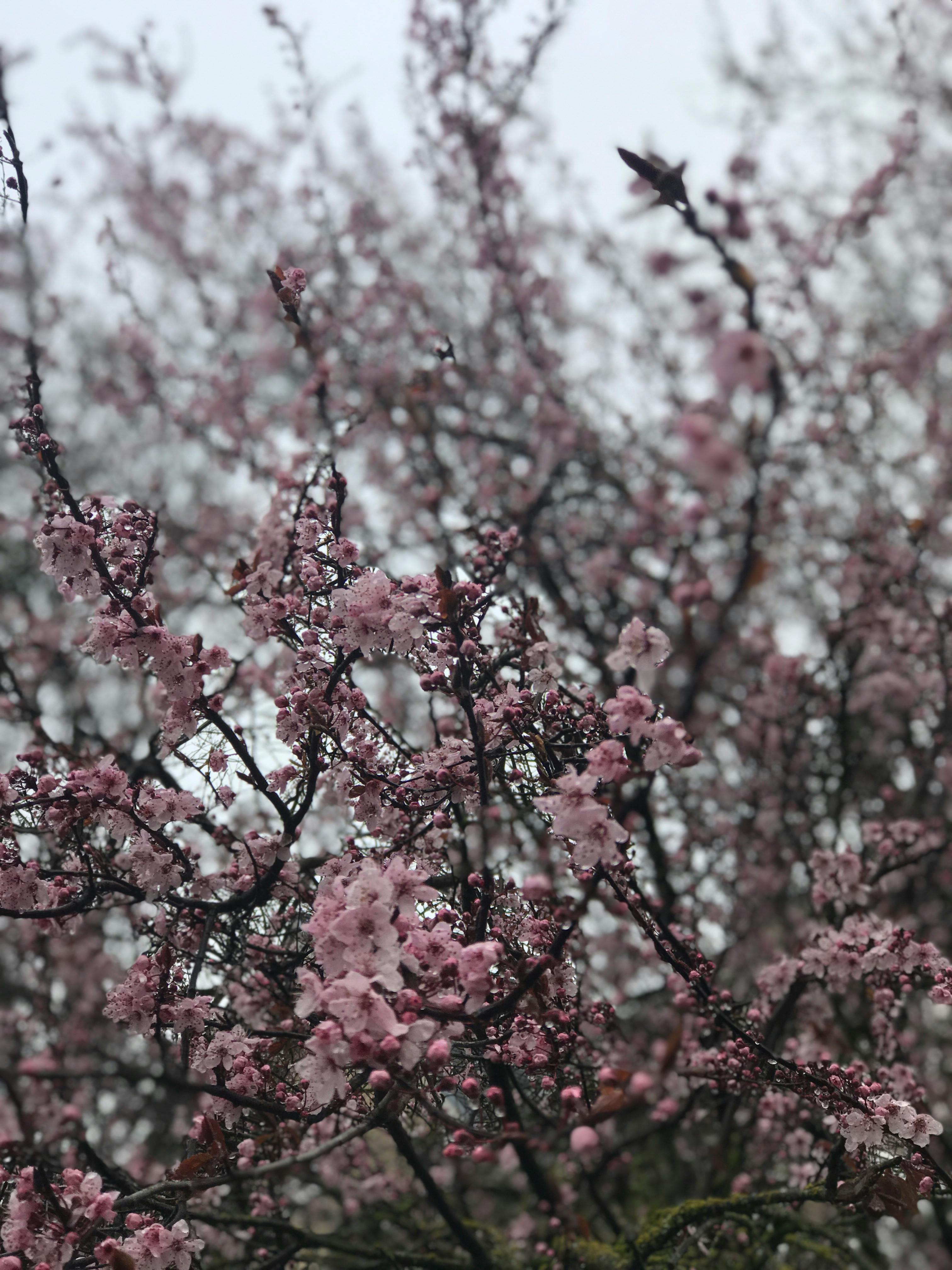 Pink Flowers on Tree Branches · Free Stock Photo