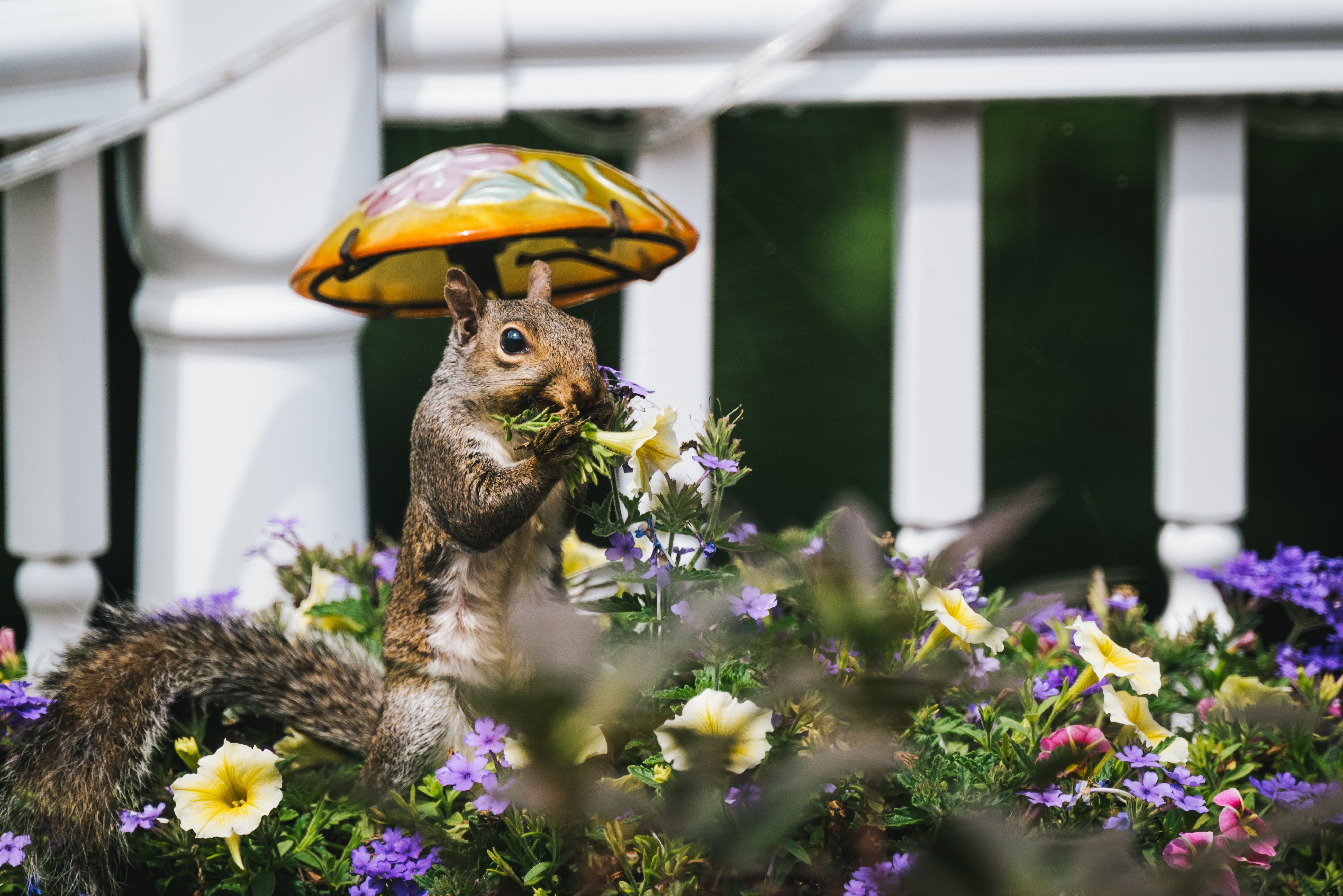 An Eastern Gray Squirrel Holding a Flower · Free Stock Photo