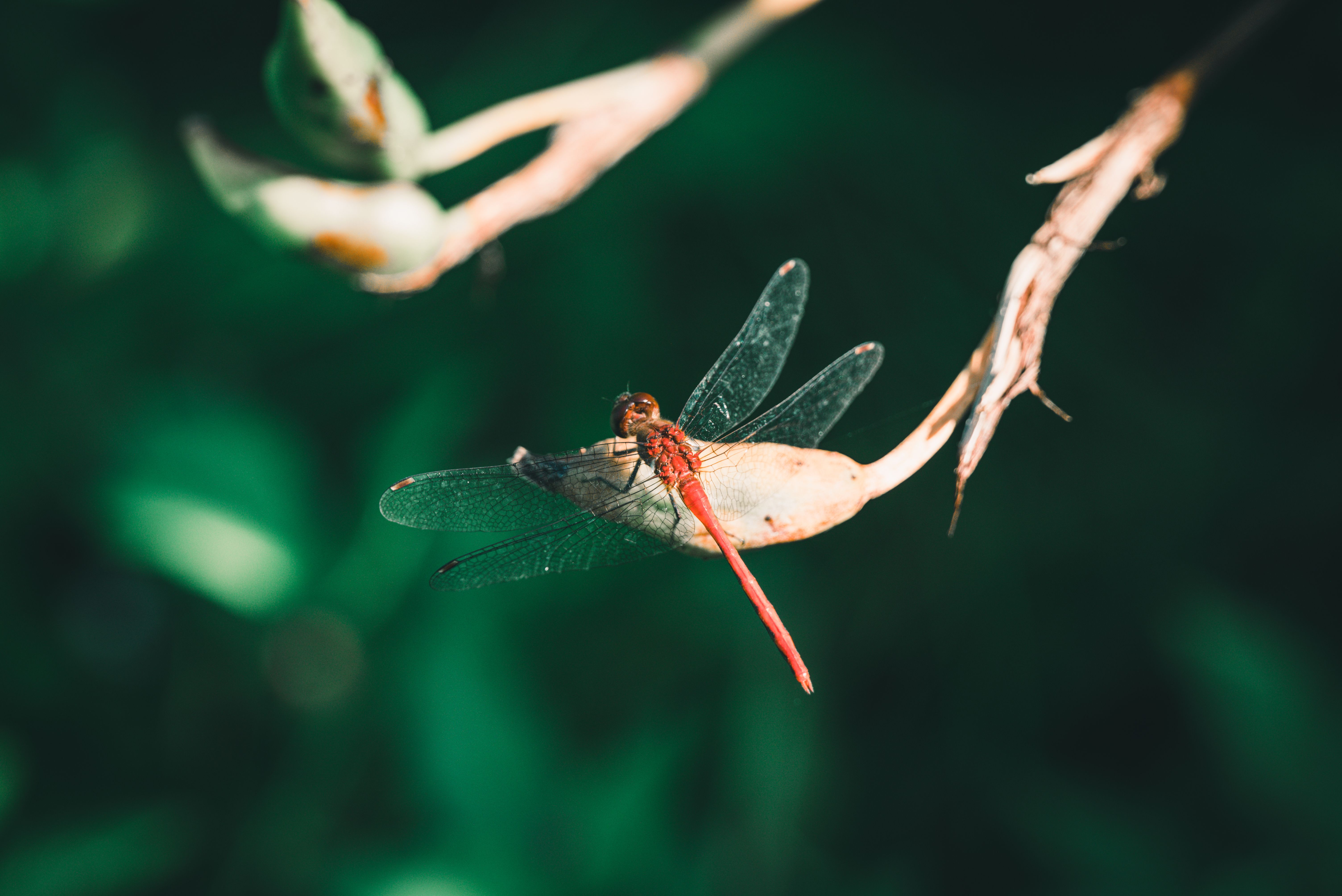 Foto de stock gratuita sobre alas, de cerca, fotografía de insectos ...