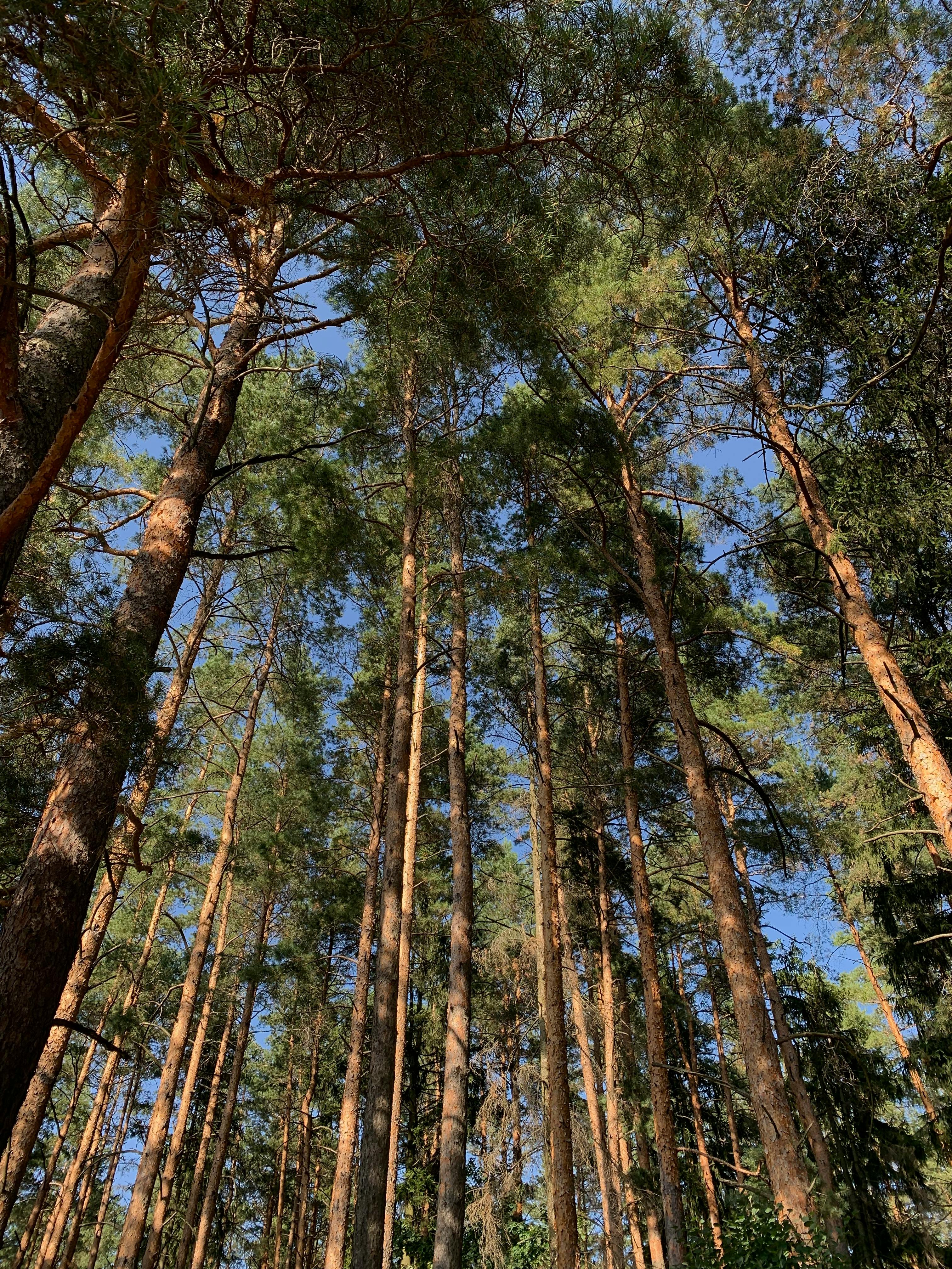 Low Angle Shot of Forest Trees · Free Stock Photo