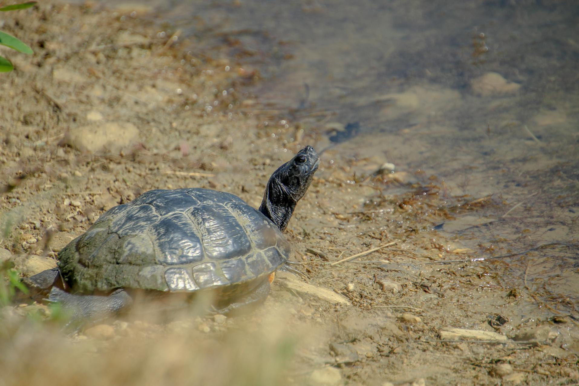 Box Turtle Reproduction: A Simple Guide to Breeding & Care