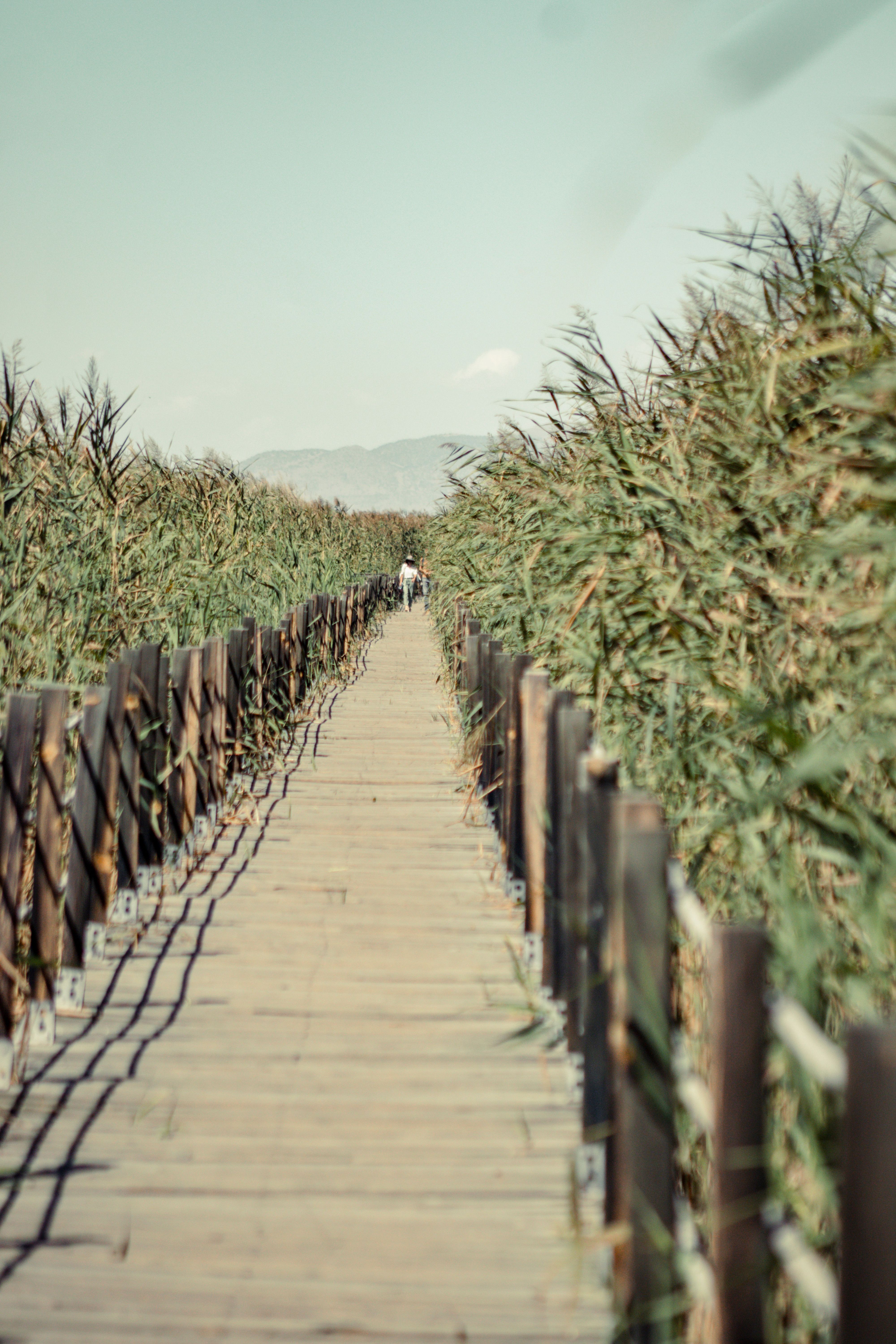 Wooden Walkway in the Farm · Free Stock Photo