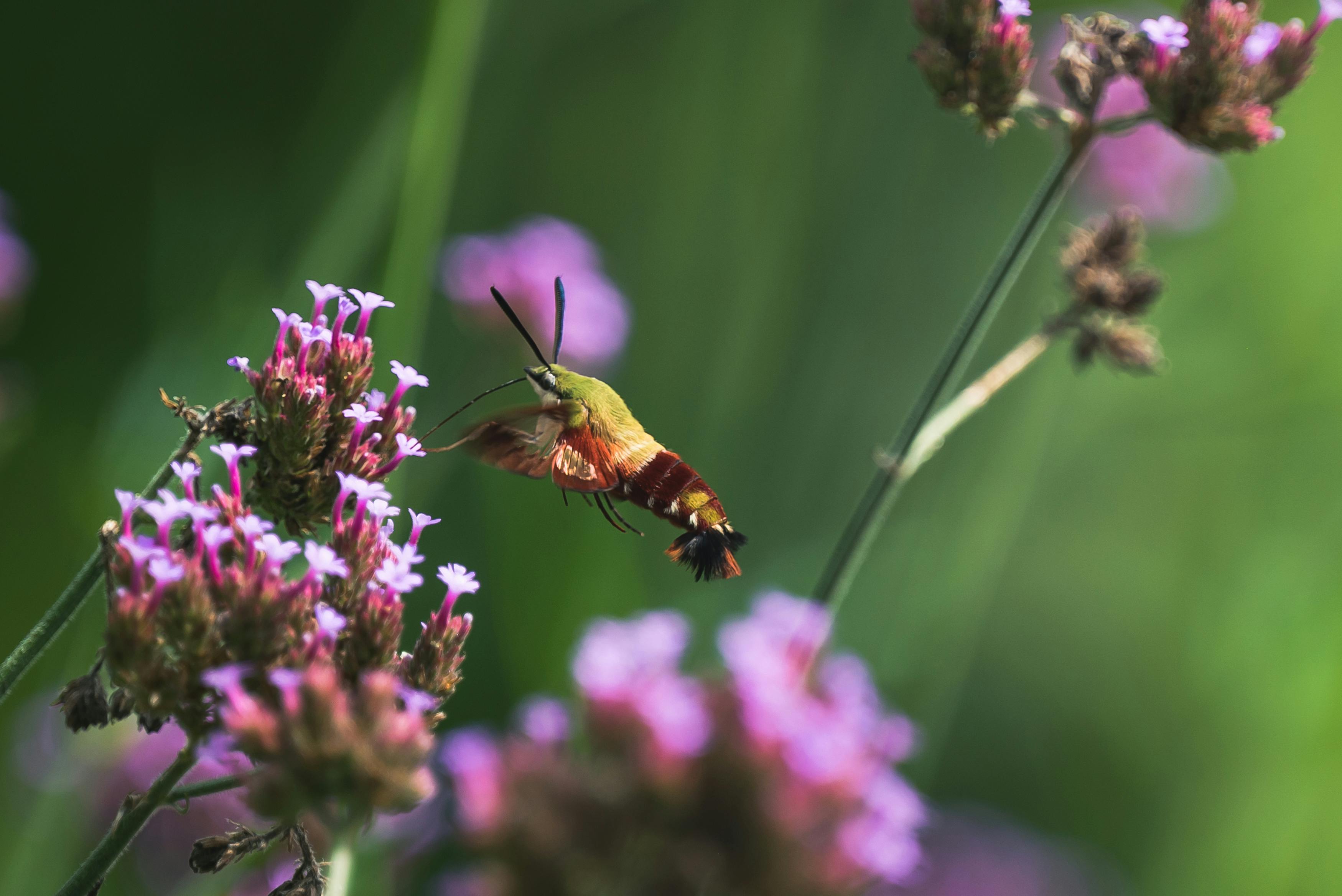 Hummingbird Clearwing in Close Up · Free Stock Photo
