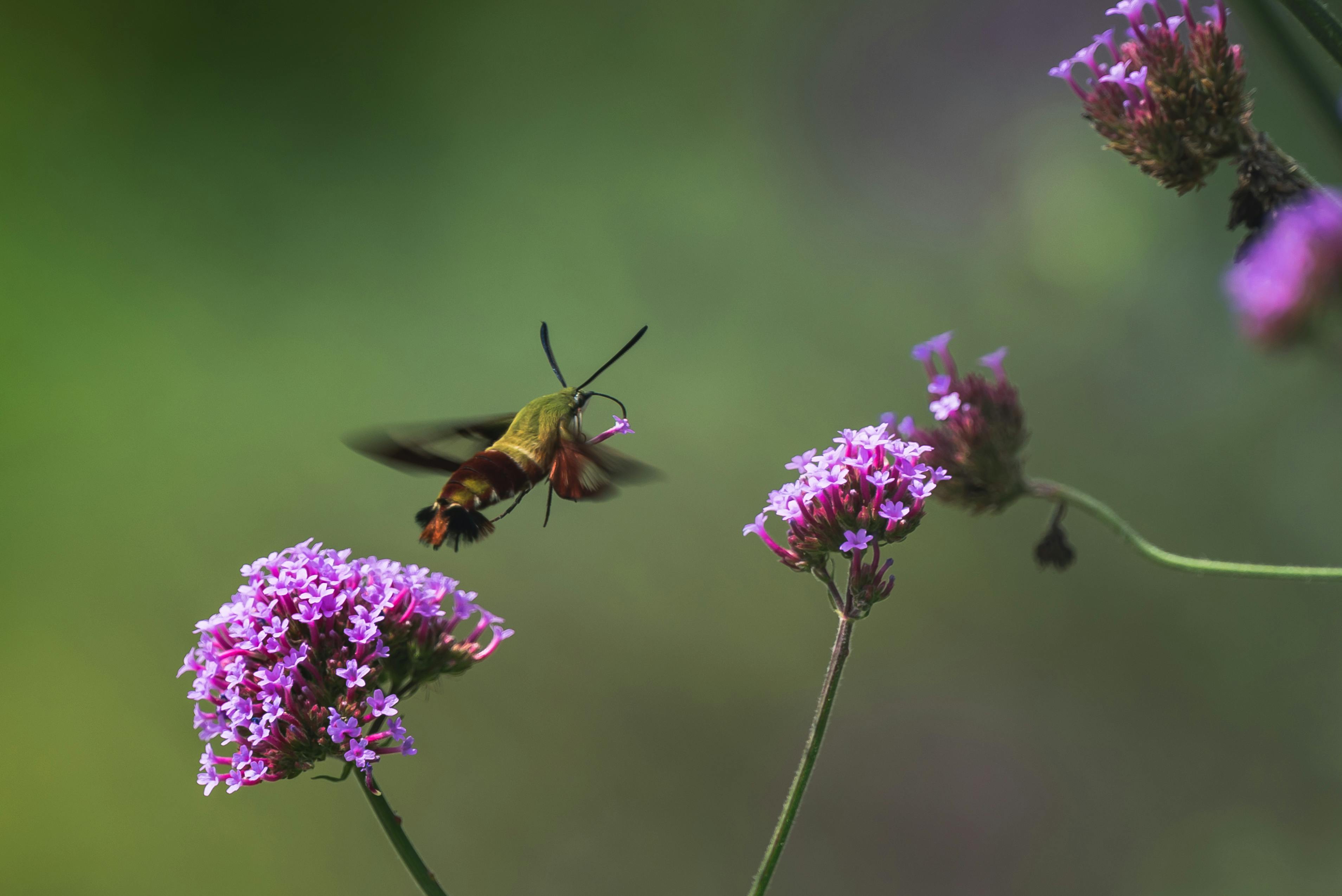 Hummingbird Clearwing in Close Up · Free Stock Photo