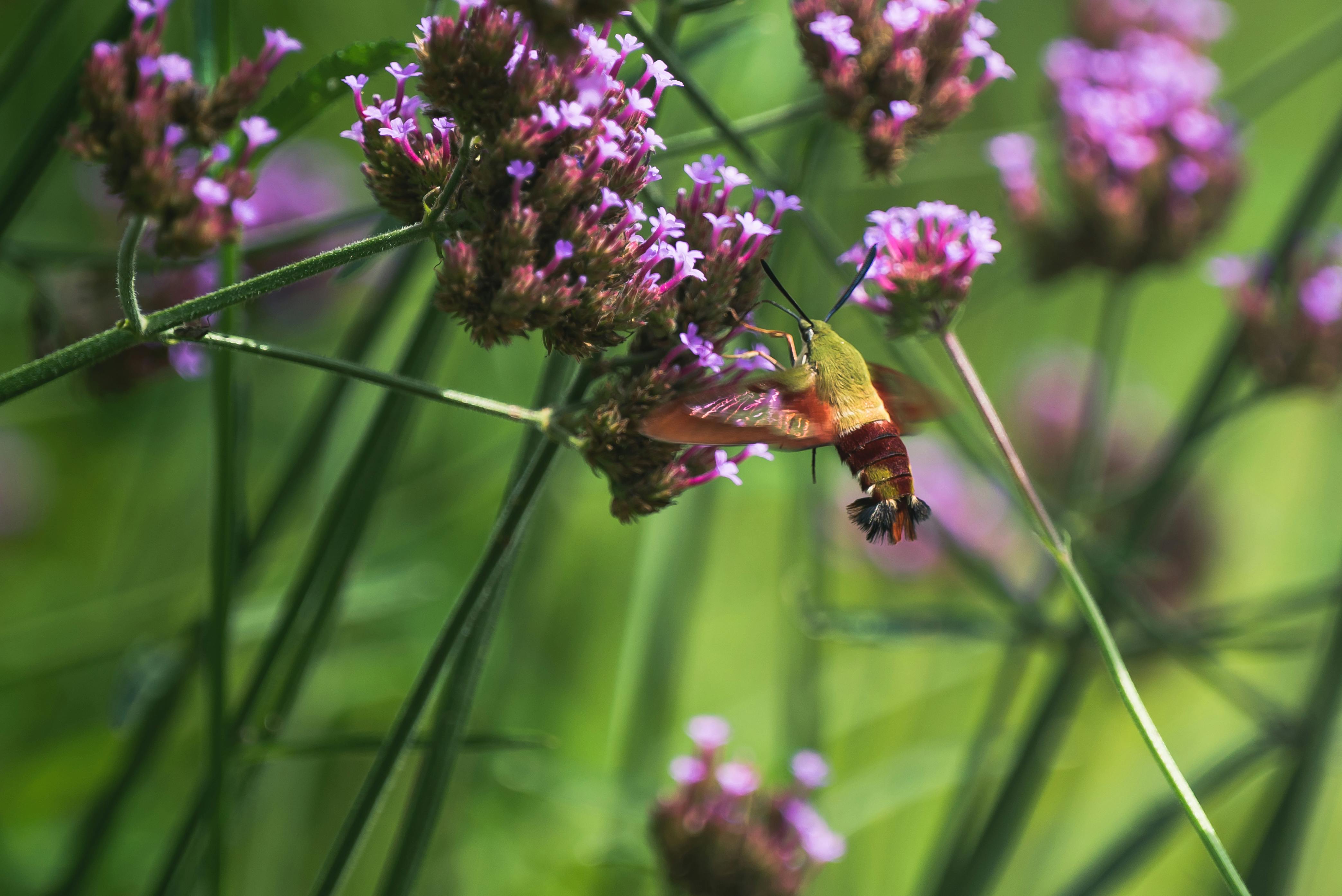 Nectal Photos, Download The BEST Free Nectal Stock Photos & HD Images