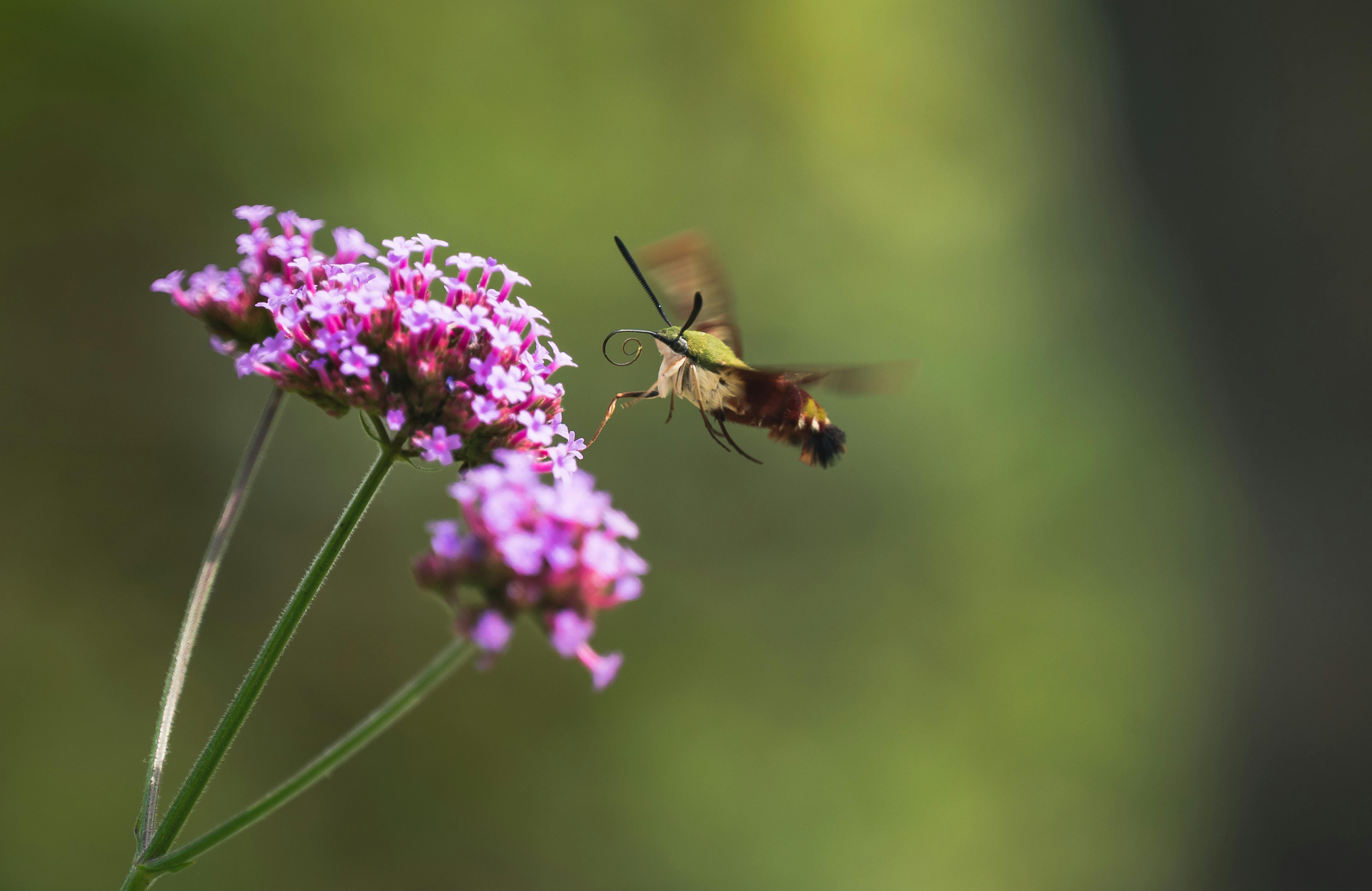Hummingbird Clearwing in Close Up · Free Stock Photo