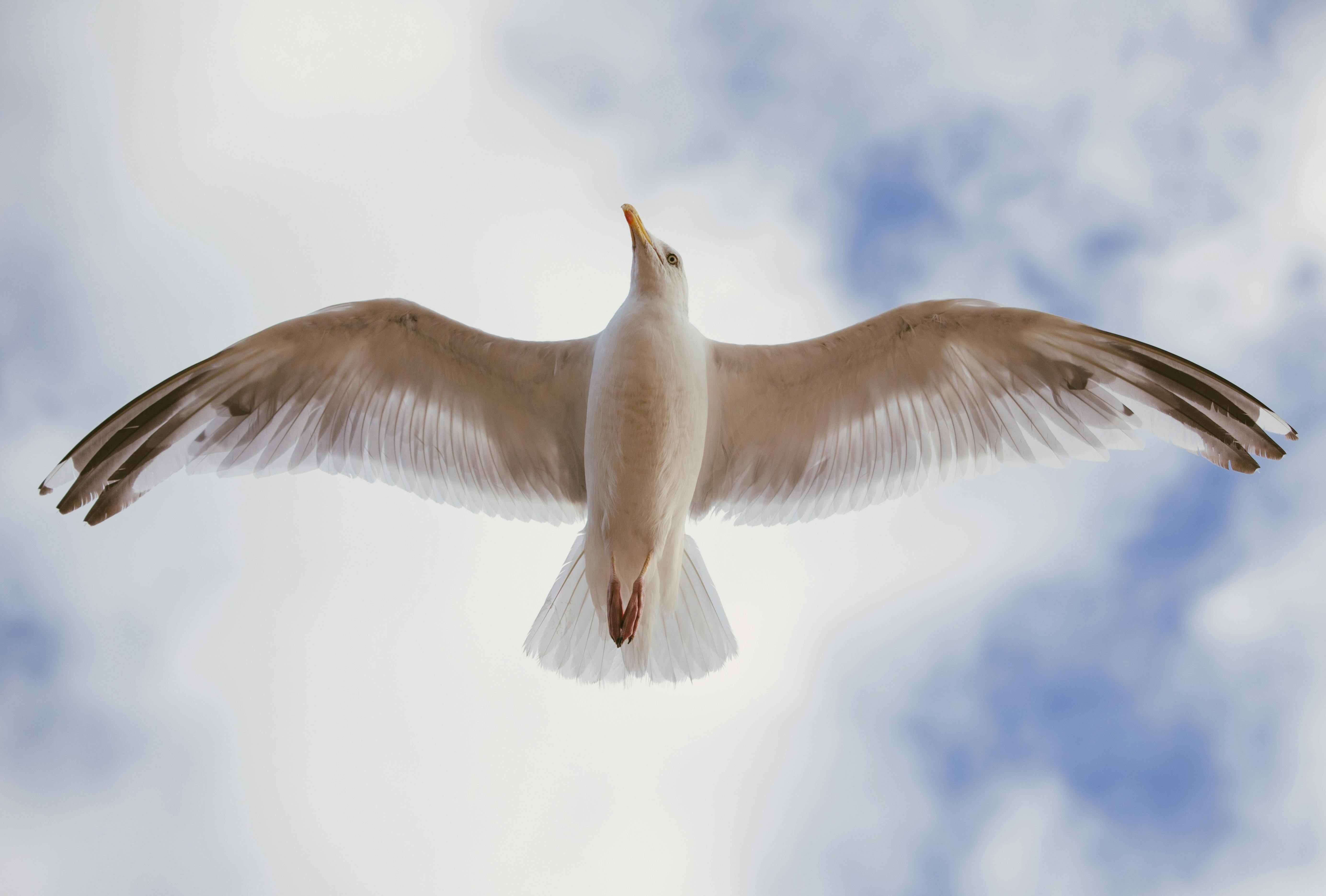 White Bird Flying · Free Stock Photo