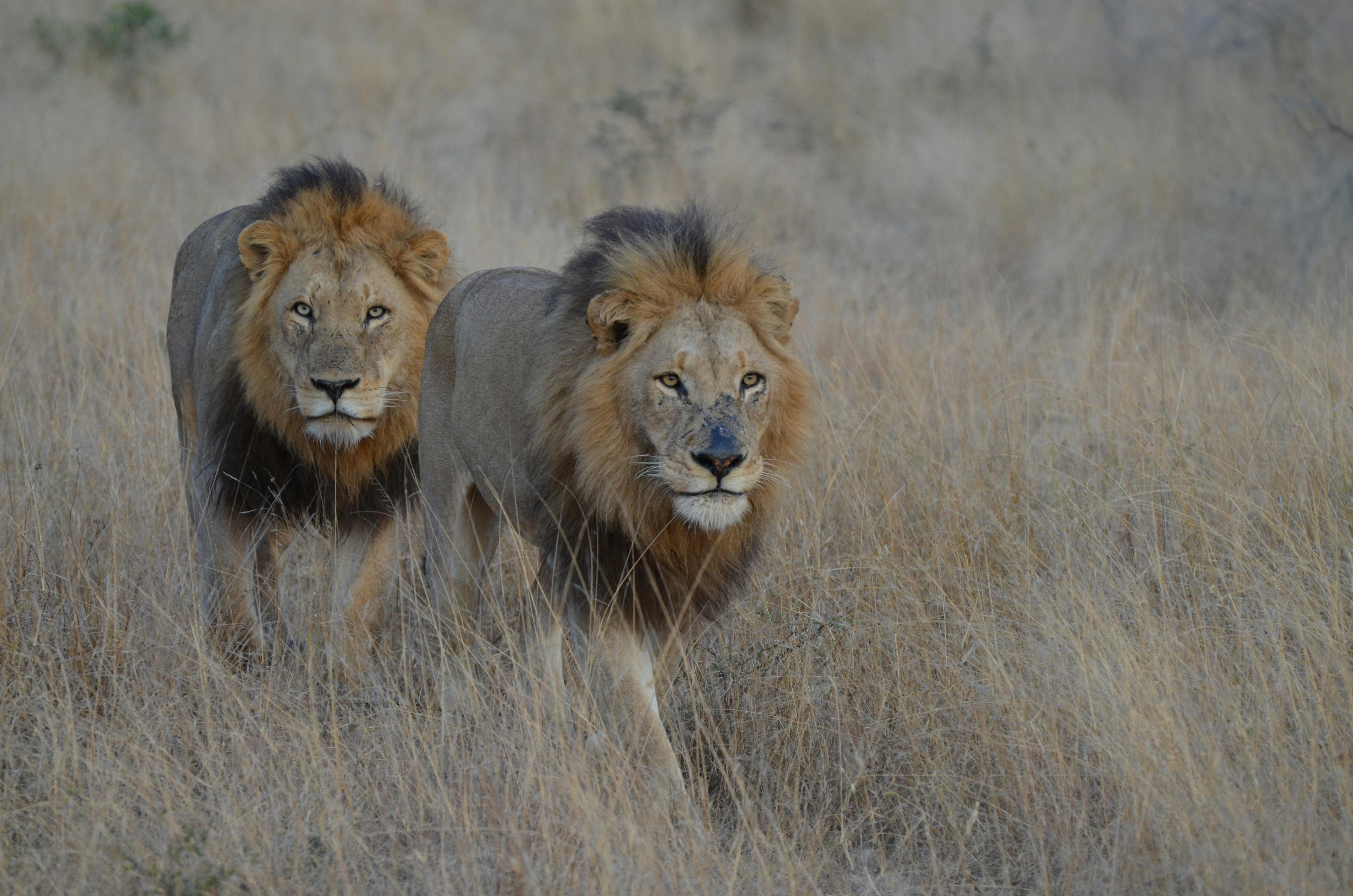 Two Lions in Savannah · Free Stock Photo