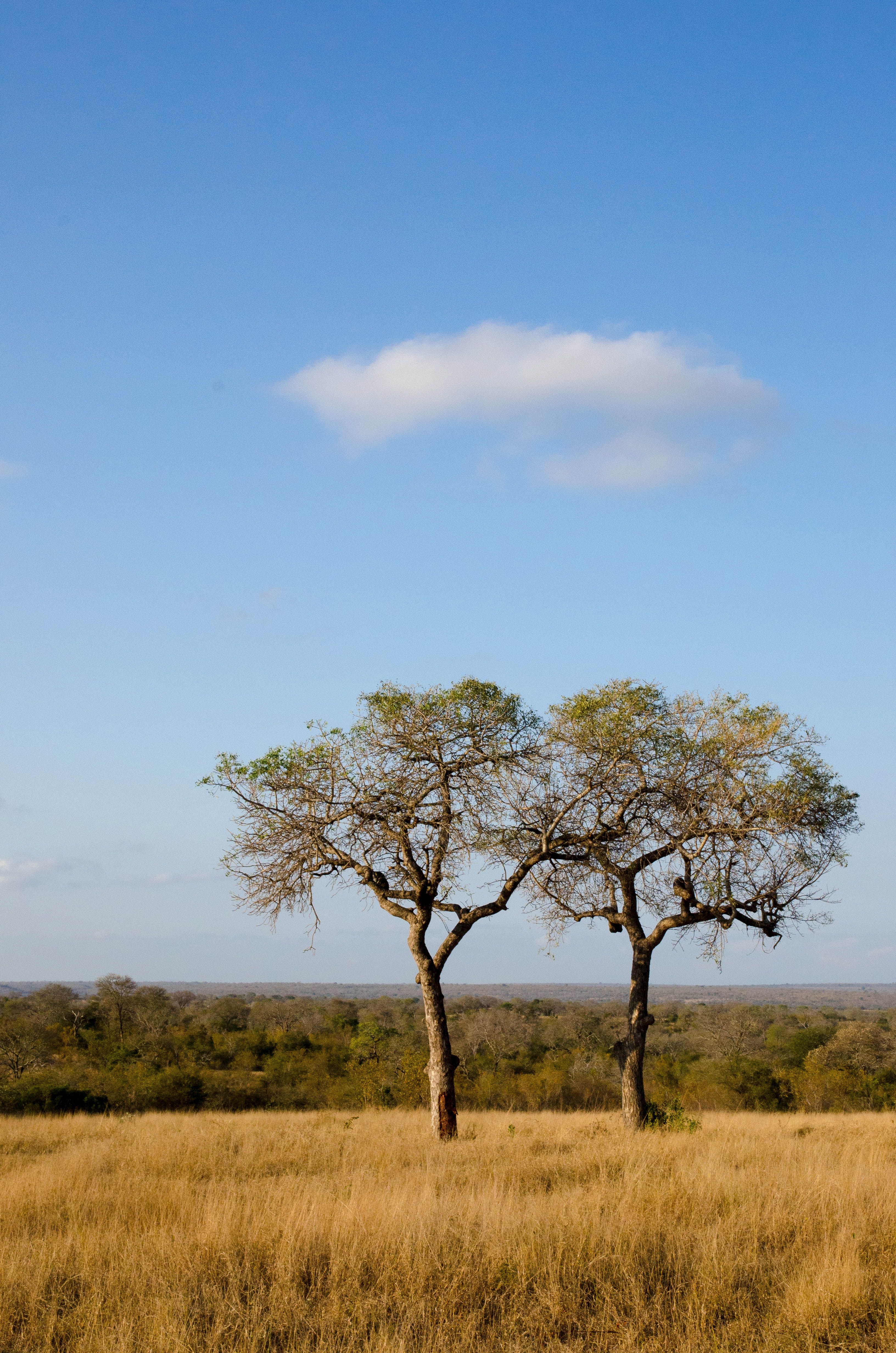 Trees Growing in Savanna under Blue Sky · Free Stock Photo