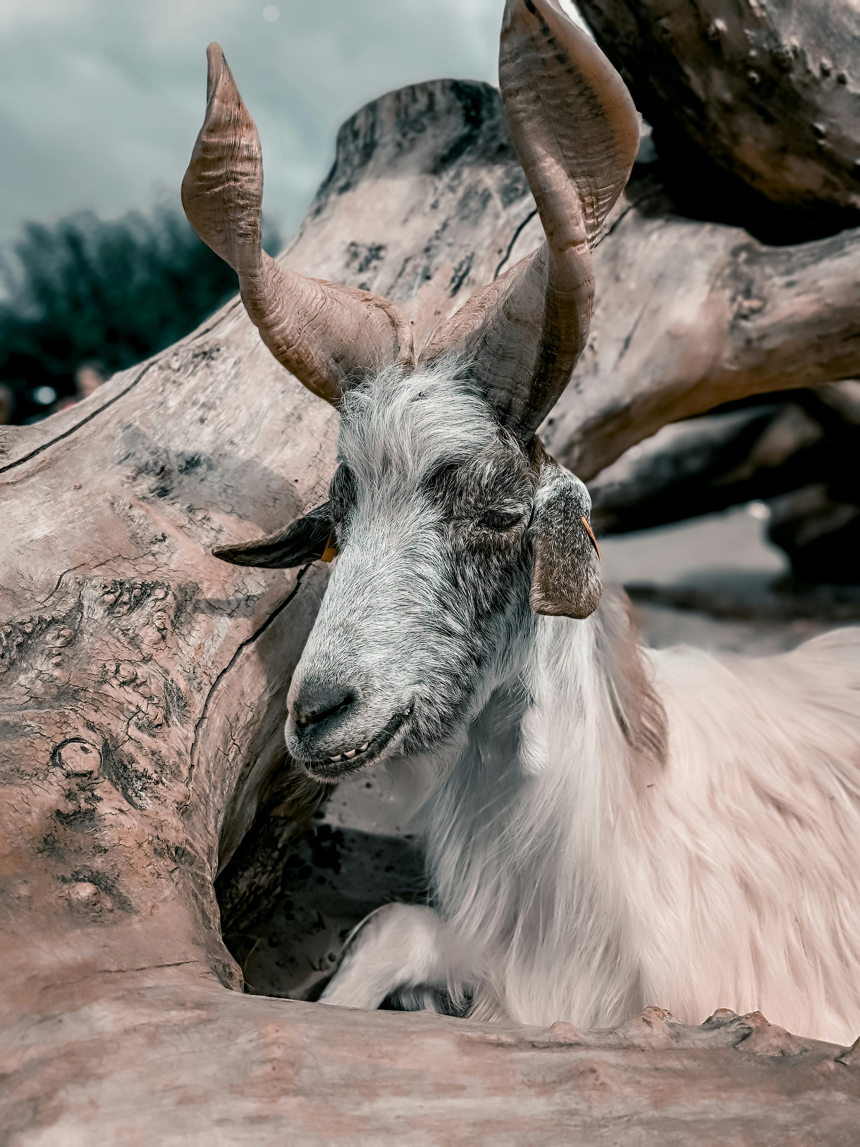 Markhor Photos, Download The BEST Free Markhor Stock Photos & HD Images
