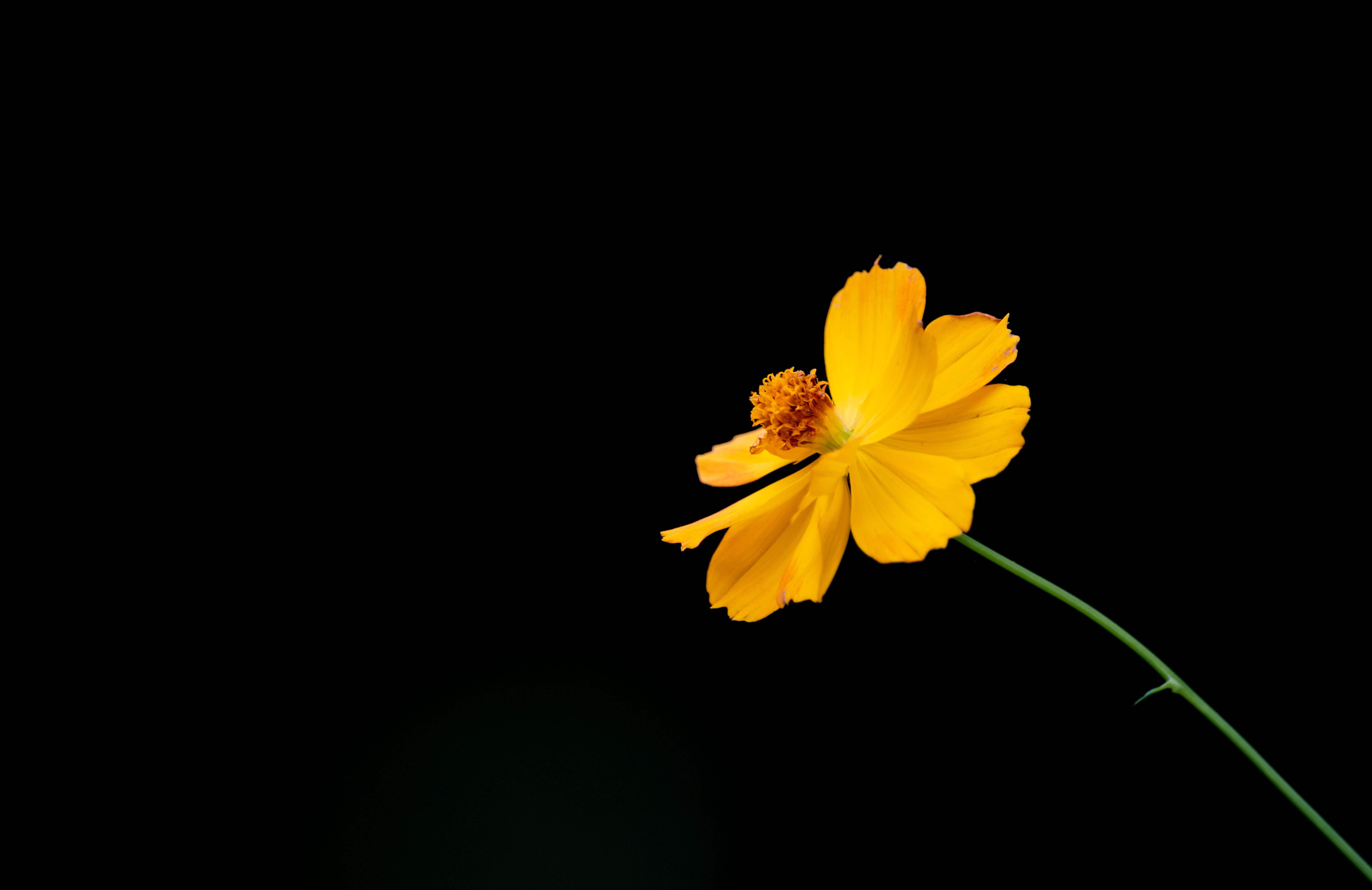 Close-Up Shot of Blooming Yellow Flowers · Free Stock Photo