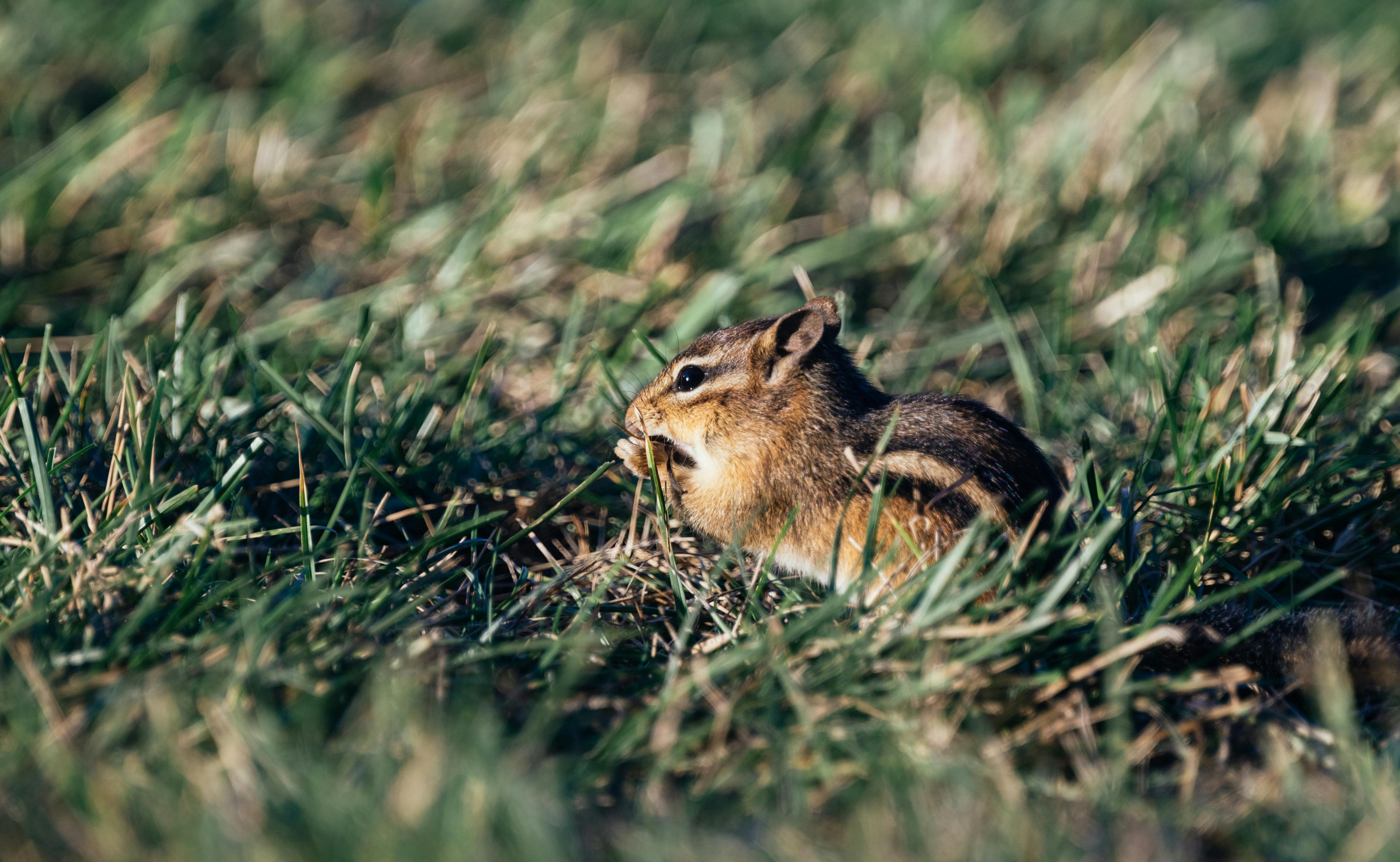Close-Up Shot of a Chipmunk · Free Stock Photo