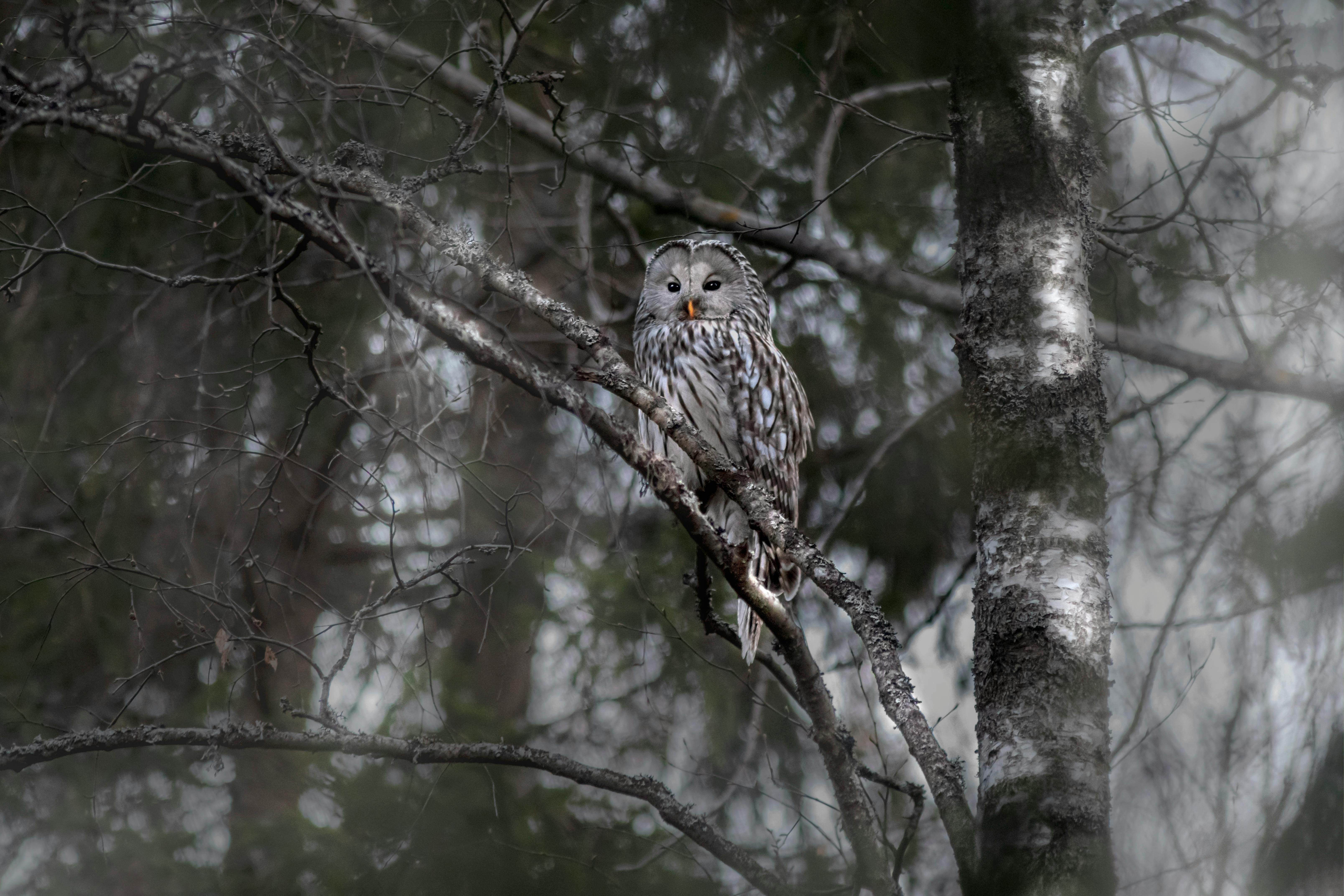 Photo of Birds Perched on a Bare Tree · Free Stock Photo